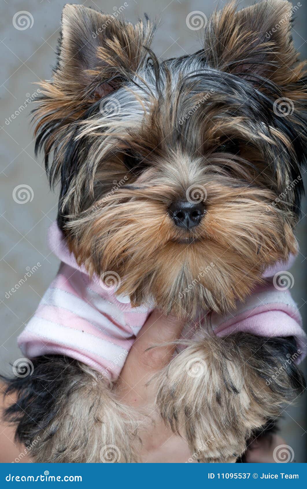 Cute Yorkshire Terrier Puppy Stock Image - Image of canine, head: 11095537