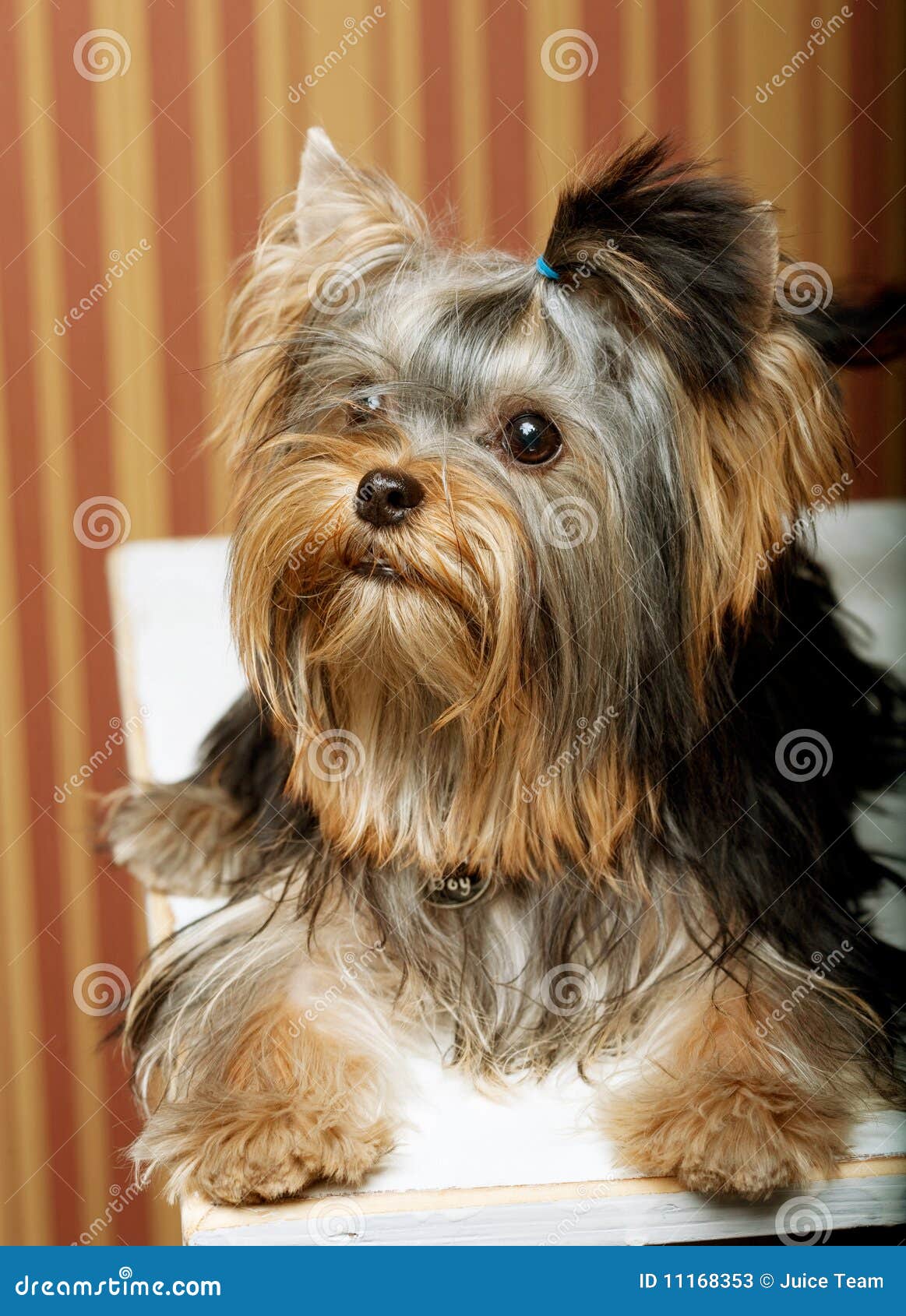 Cute Yorkshire Terrier Puppy Stock Image - Image of carnivore, animal ...