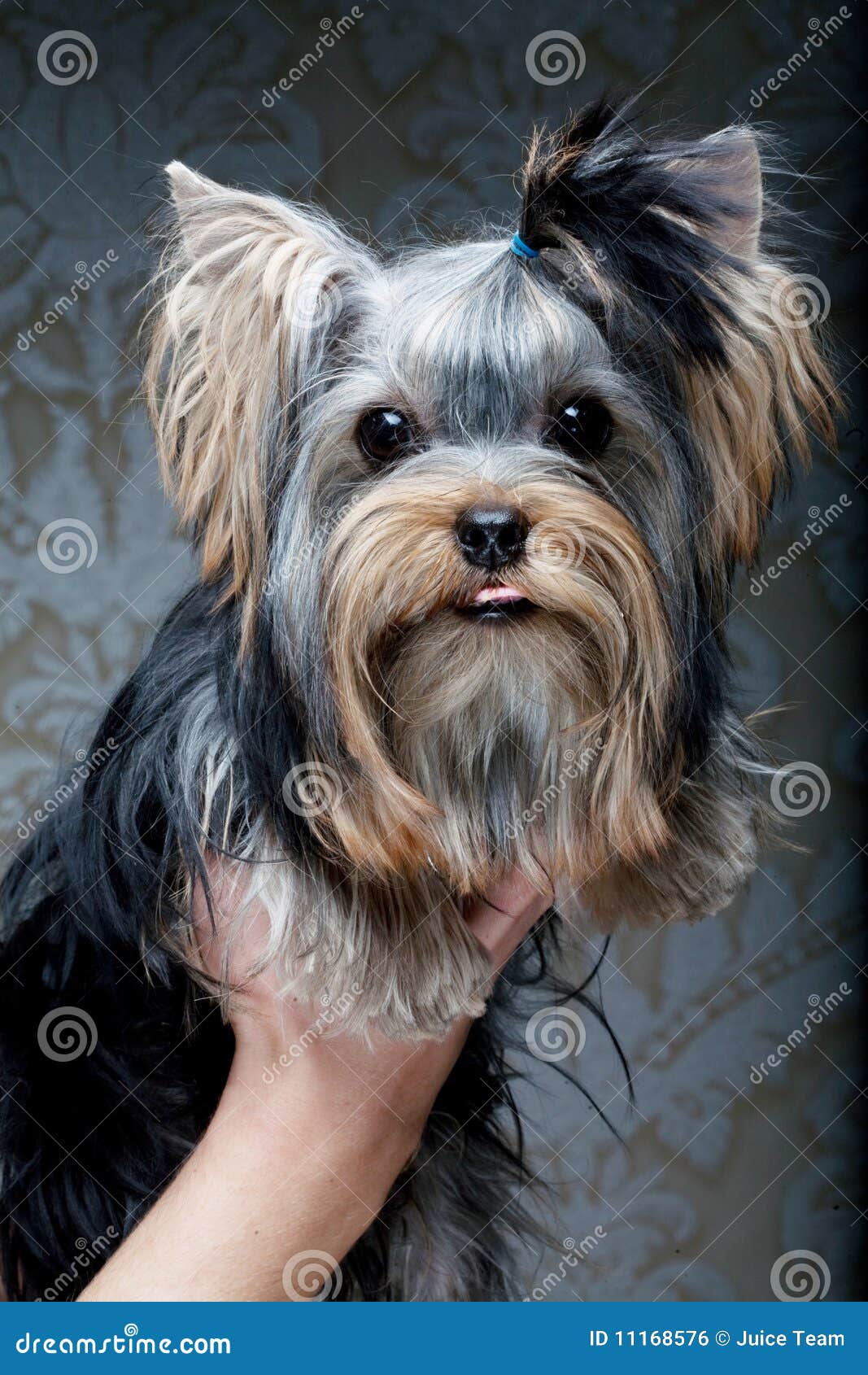 Cute Yorkshire Terrier Puppy Stock Photo - Image of front, animal: 11168576