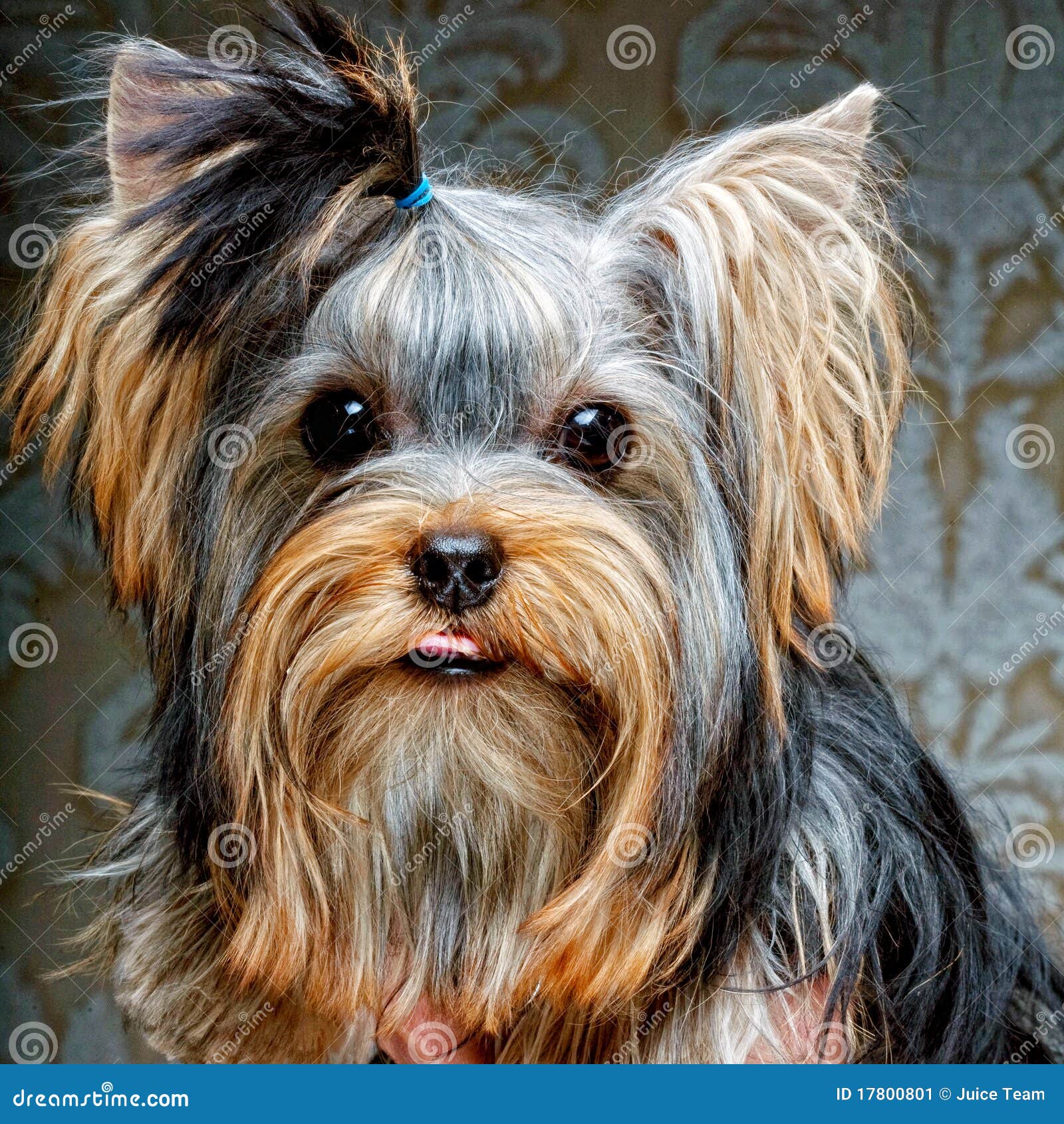 Cute Yorkshire Terrier Puppy Stock Image - Image of pedigreed, pedigree ...