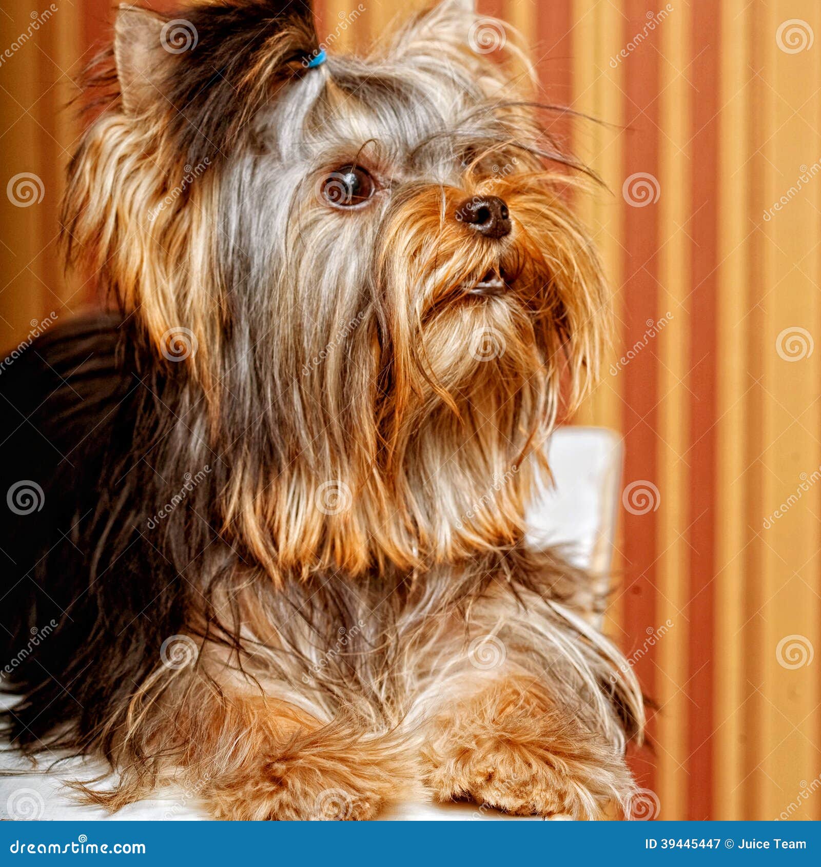 Cute Yorkshire Terrier Puppy Stock Image - Image of black, pedigree ...