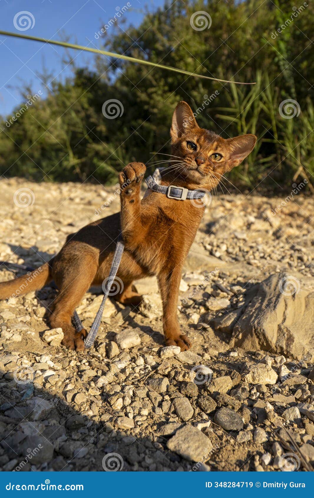 Cute, Young Abyssinian Cat Outdoor Stock Image - Image of curious, ears ...