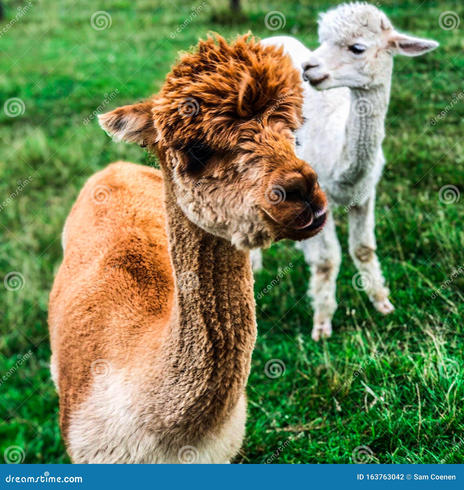 Cute Young Alpaca Lama Farm Stockfoto - Bild von alpaka, nett: 163763042