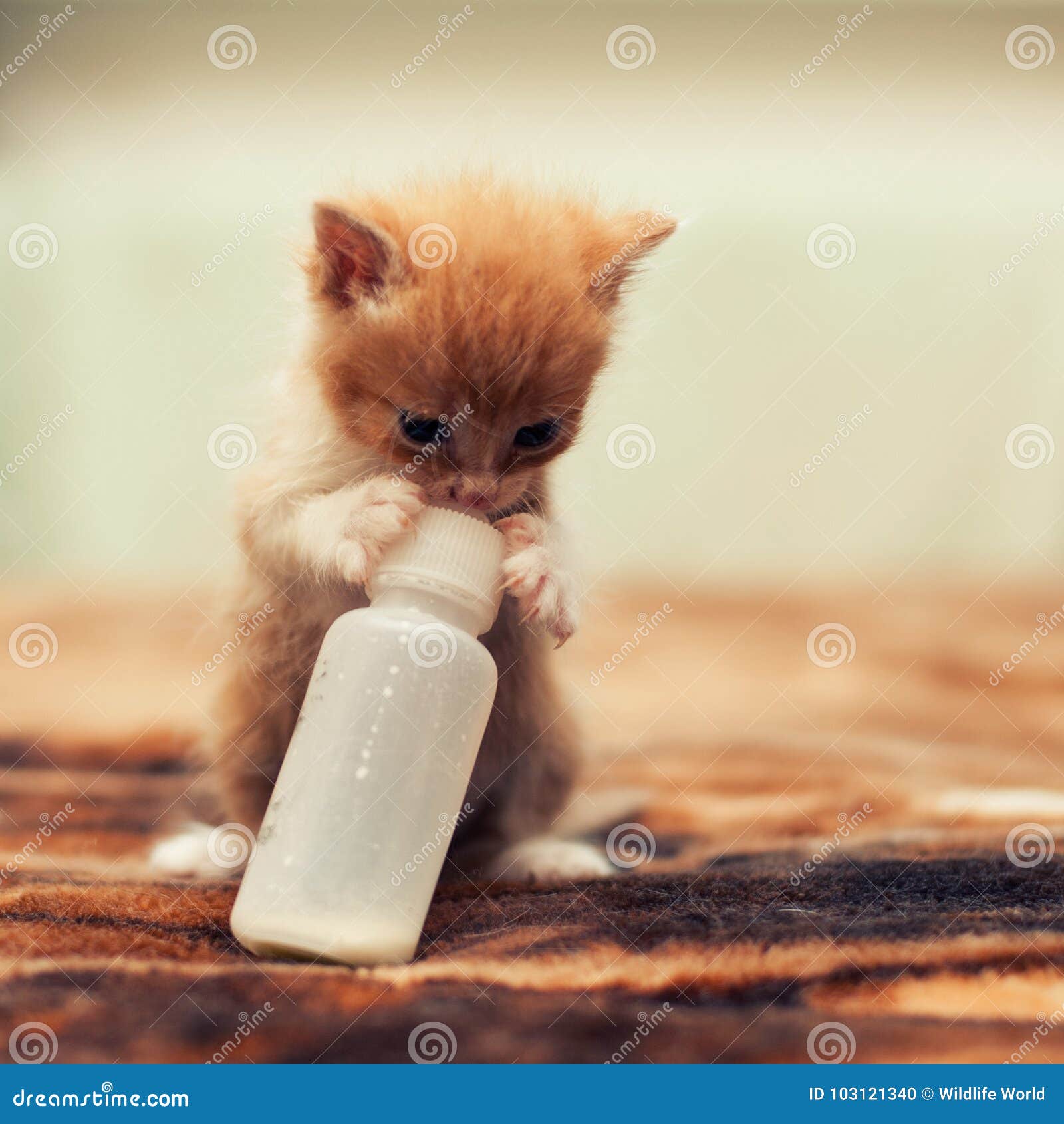 Cute Young Baby Red Kitten Feeding from a Bottle Stock Photo - Image of ... Cute Young Baby Red Kitten Feeding from a Bottle Stock Photo - Image of ...