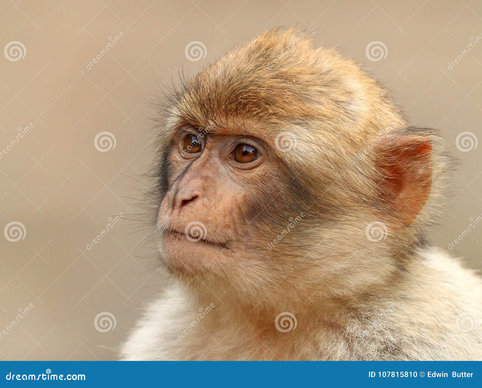 Barbary monkey stock photo. Image of closeup, cute, africa - 107815810