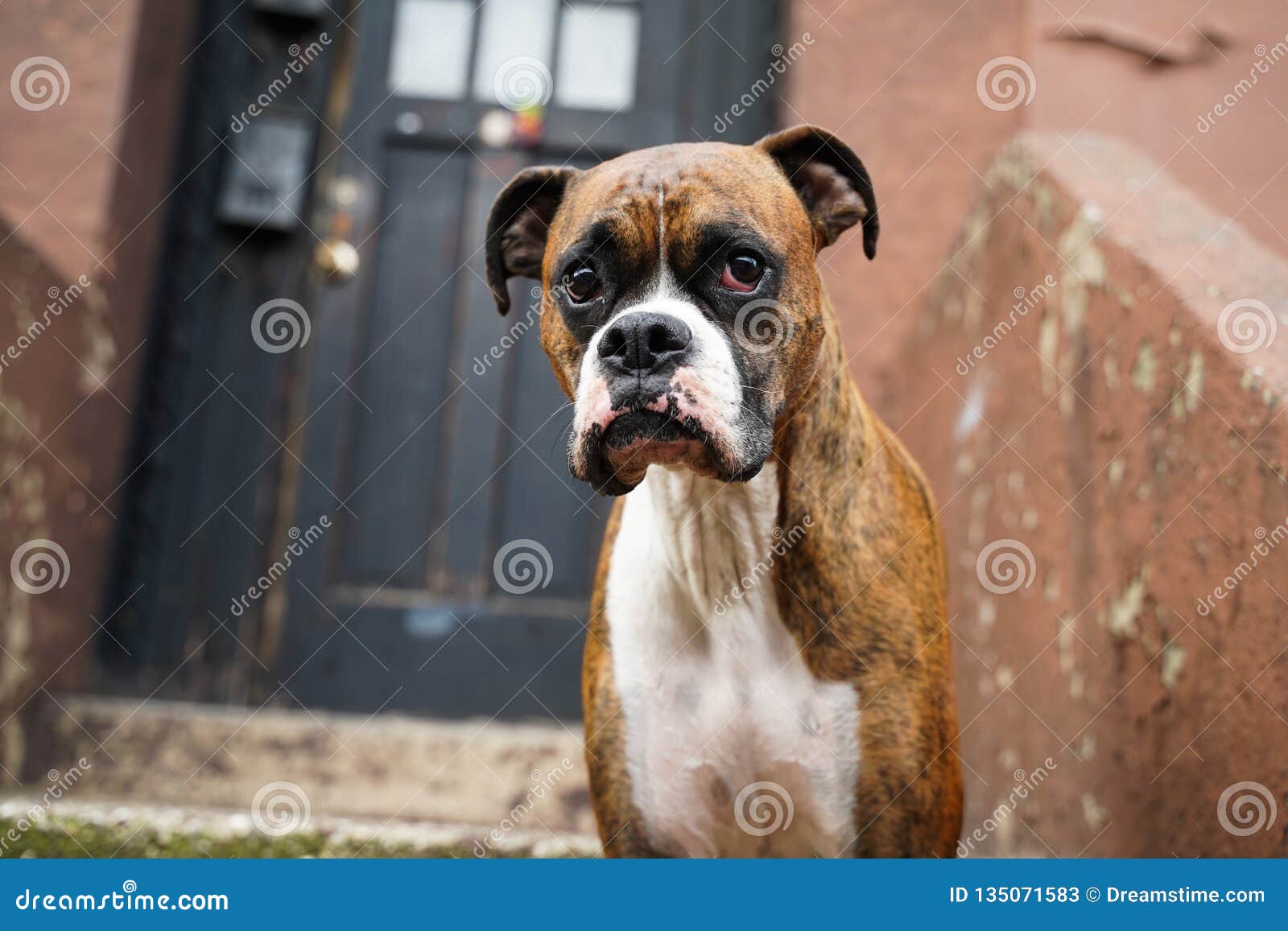 Portrait of a boxer stock image. Image of posing, domestic - 135071583