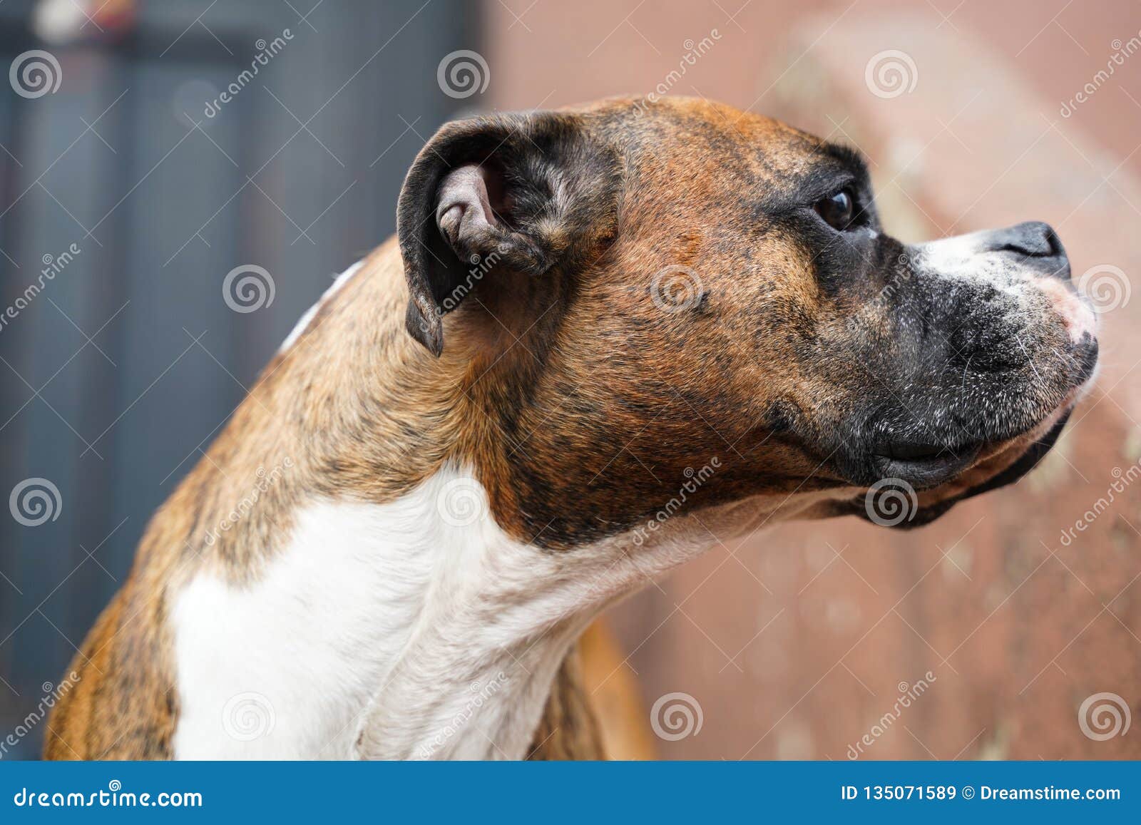 Portrait of a boxer stock image. Image of staring, camera - 135071589