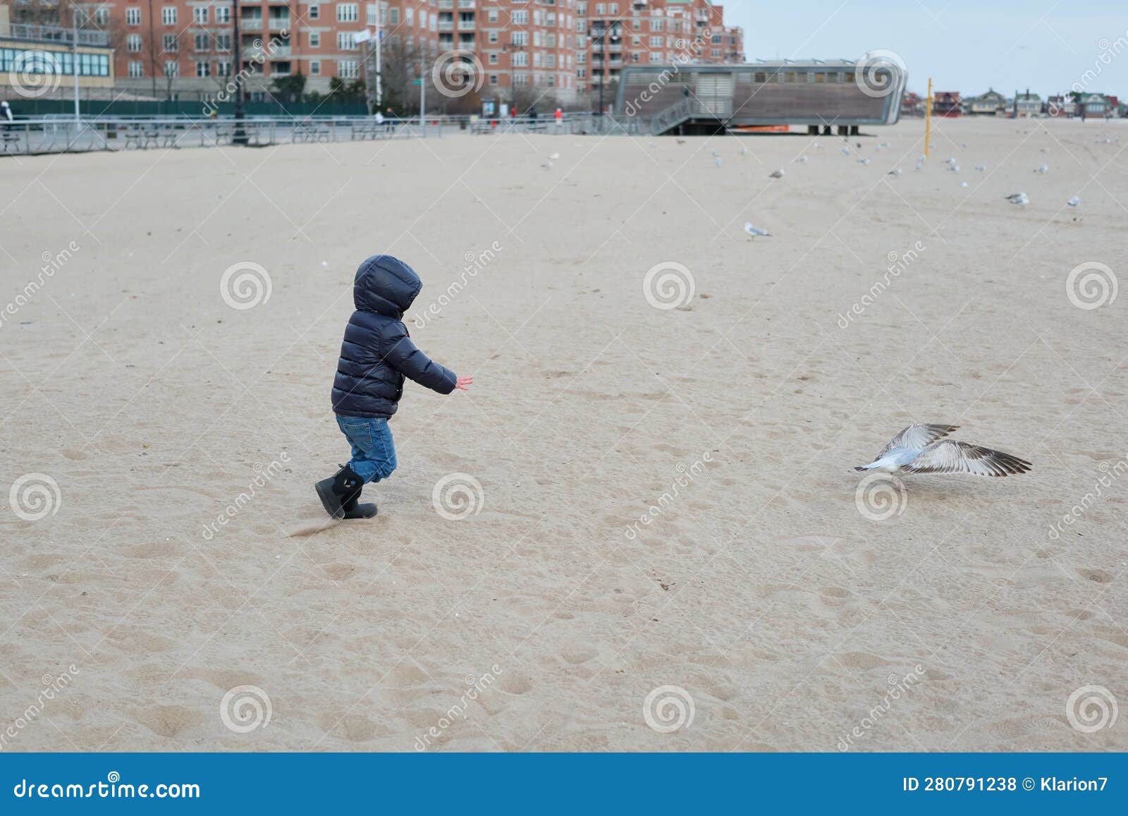 Cute Young Boy Chasing Birds on the Beach Stock Photo - Image of ...