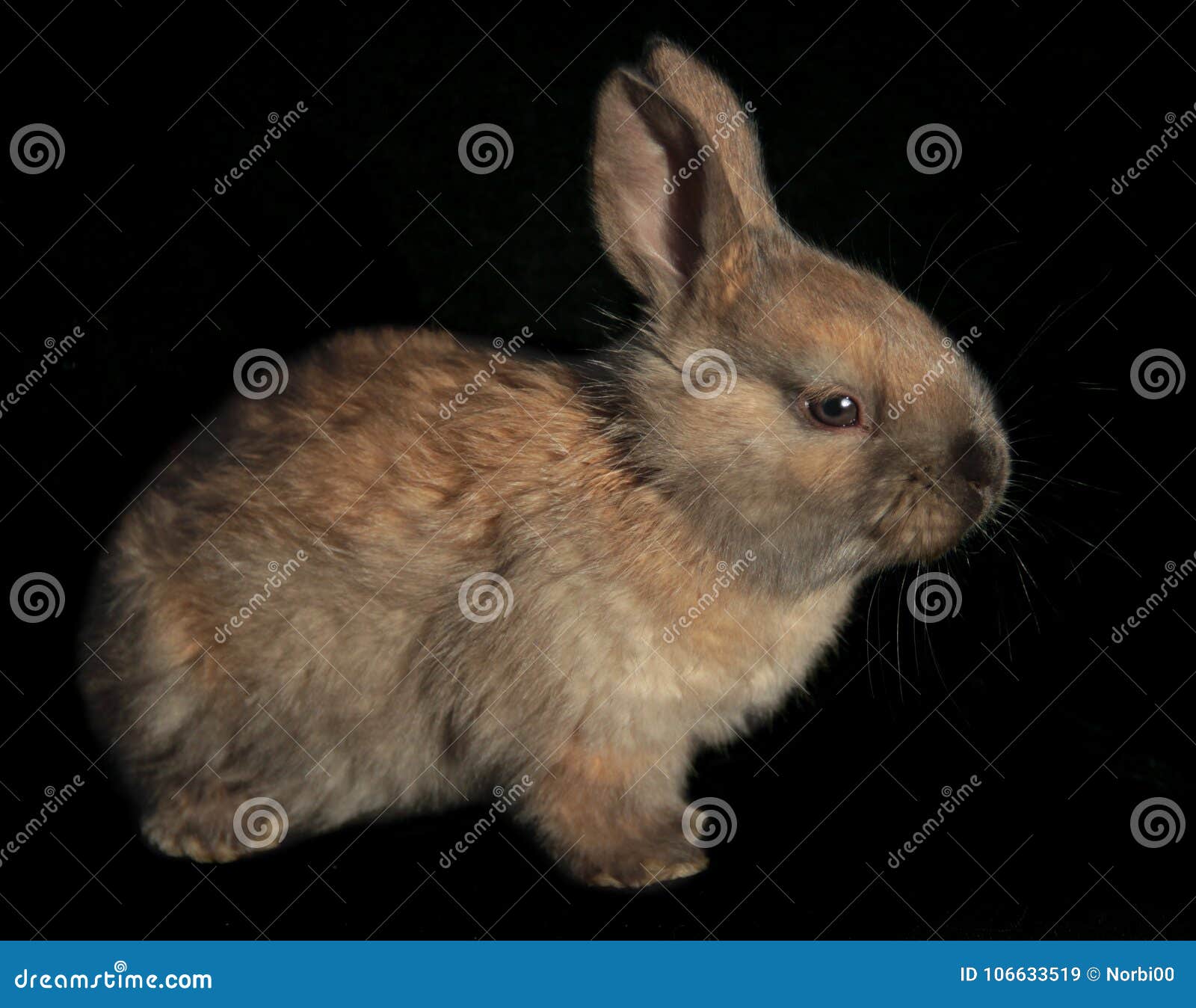 Cute Young Brown Rabbit on Black Background Stock Image - Image of ears ...