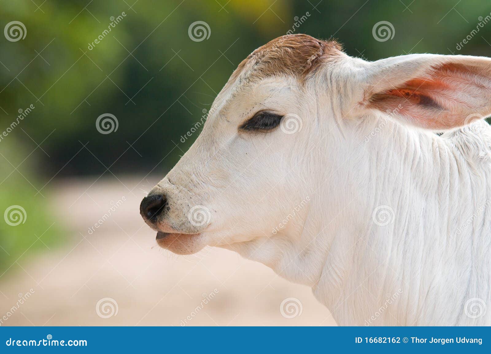 Cute, Young Calf with Big Ears Stock Photo - Image of countryside ...