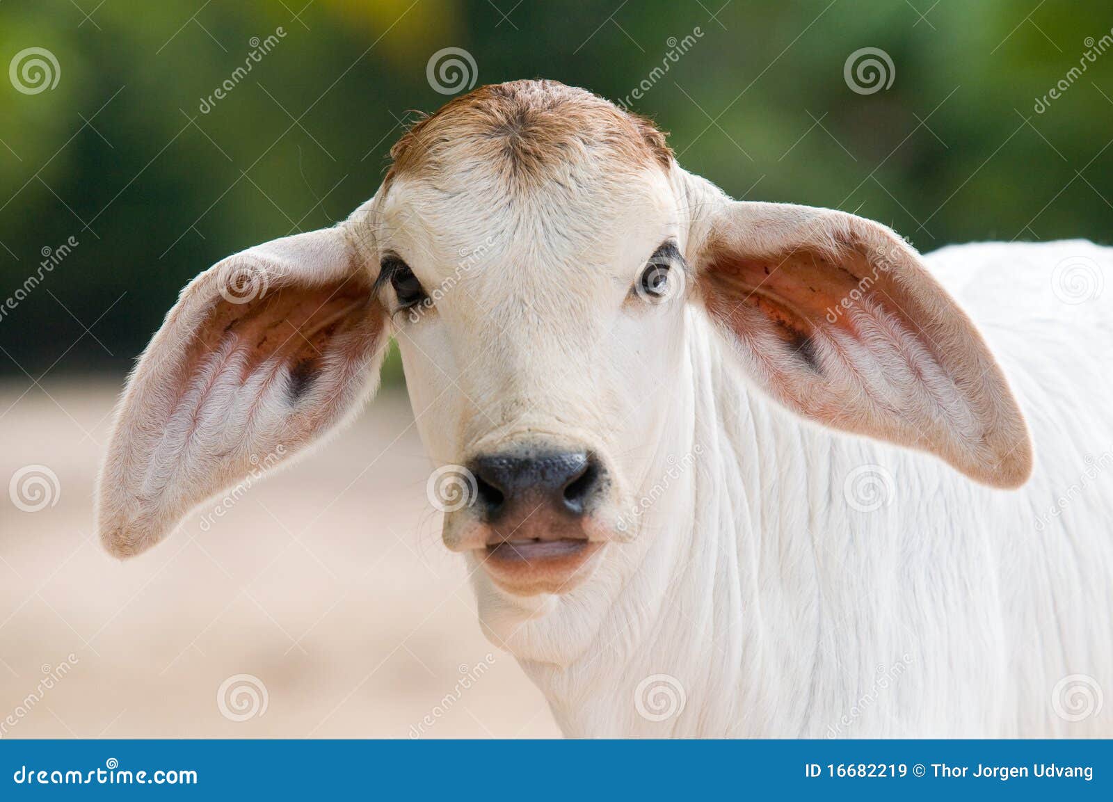 Cute, Young Calf with Big Ears Stock Image - Image of baby, asian: 16682219