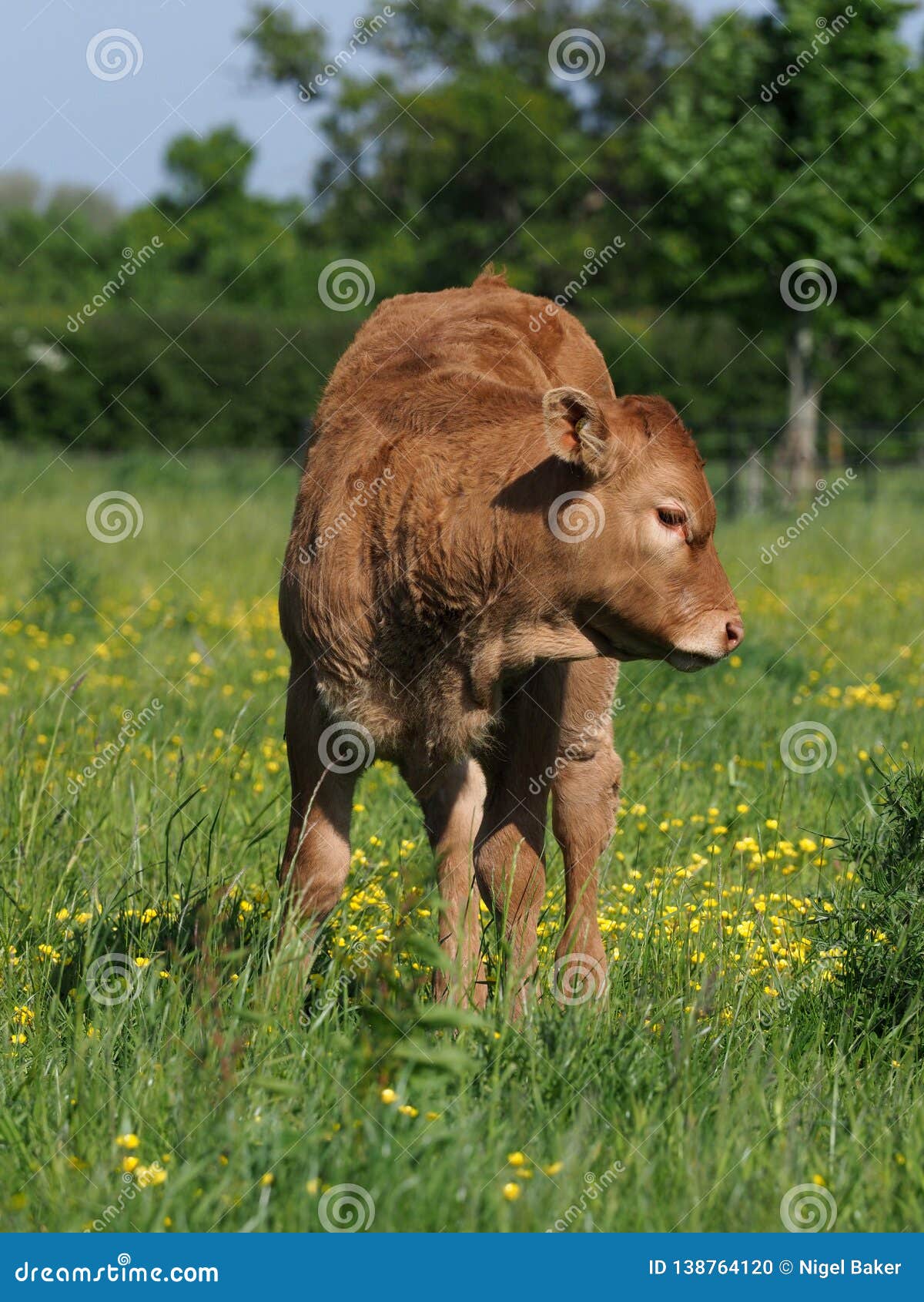 Cute Calf stock photo. Image of calf, bullock, farming - 138764120