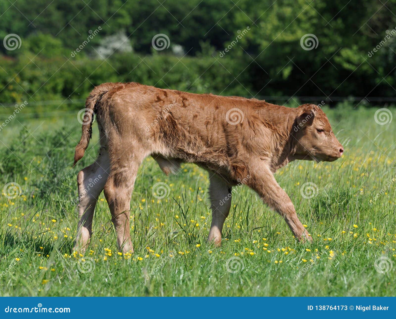 Cute Calf stock image. Image of meat, baby, limousin - 138764173