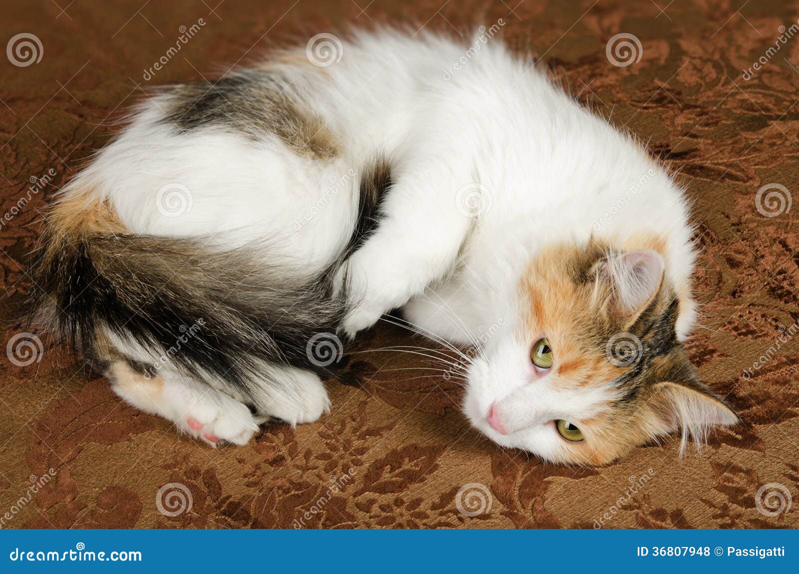 Cute Young Calico Torbie Kitten Cat Stock Photo - Image of curious ...