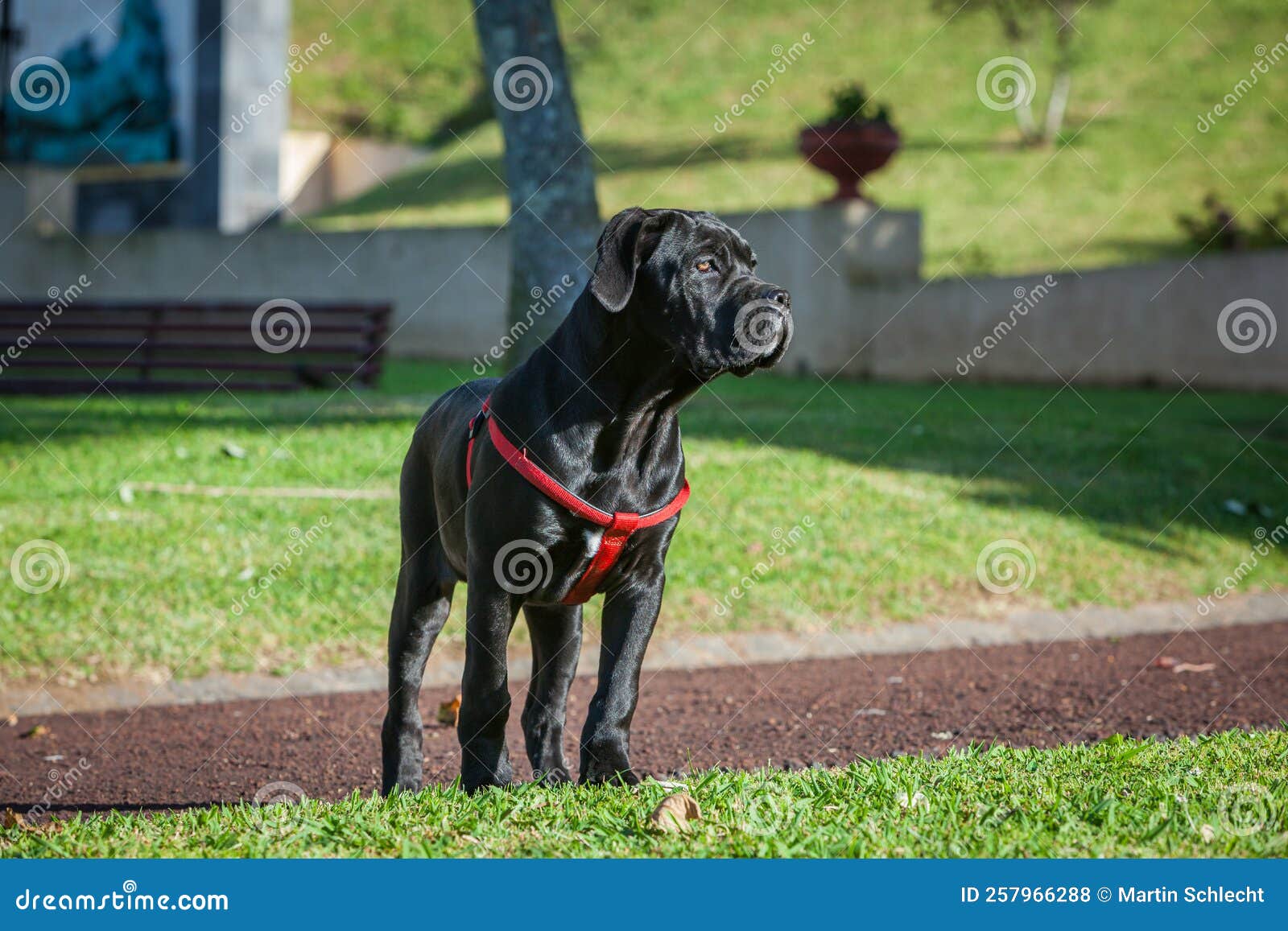 Cute young carne corso dog stock photo. Image of purebread - 257966288