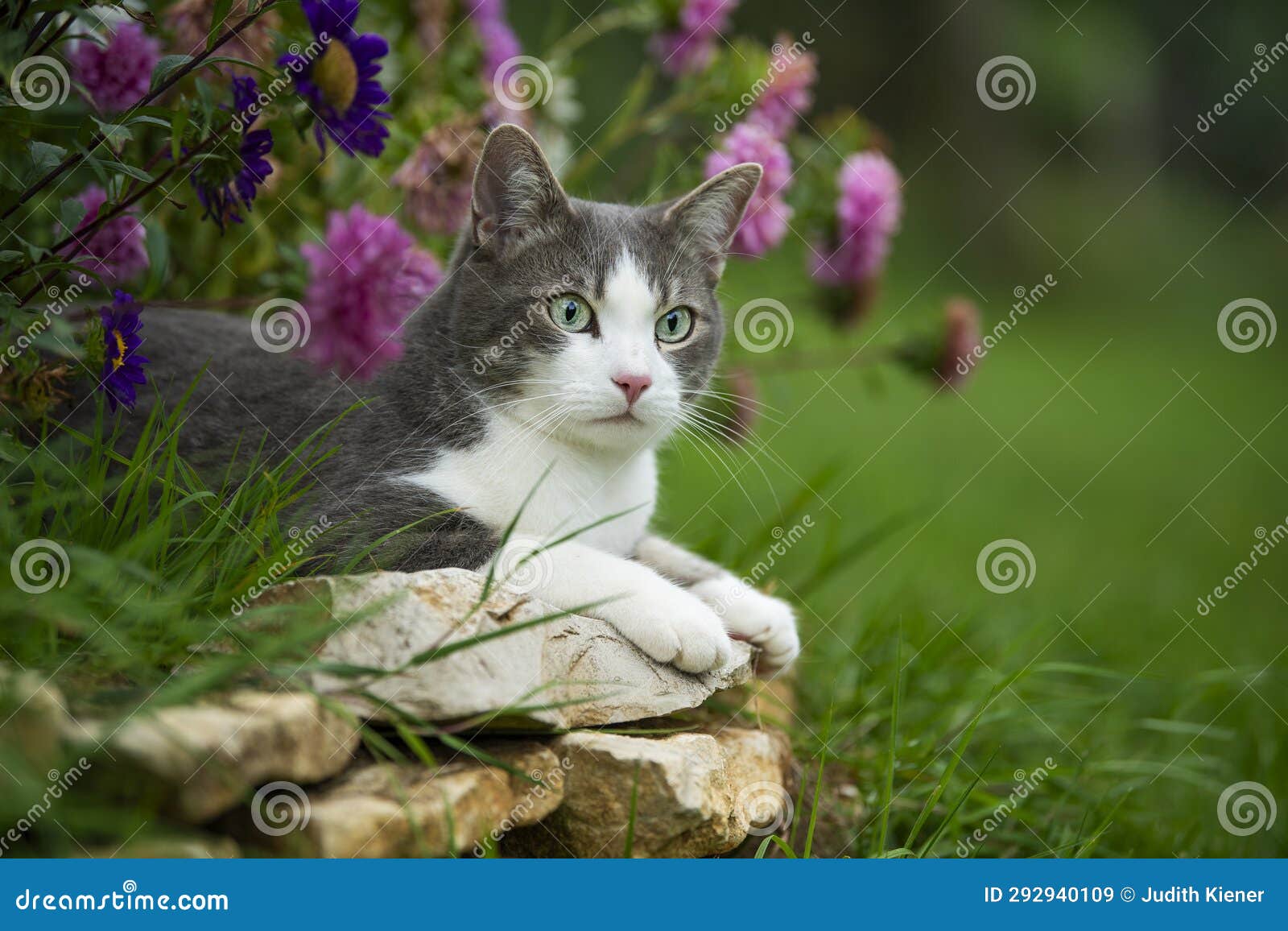 Cute Young Cat between Flowers Stock Image - Image of animal, summer ...