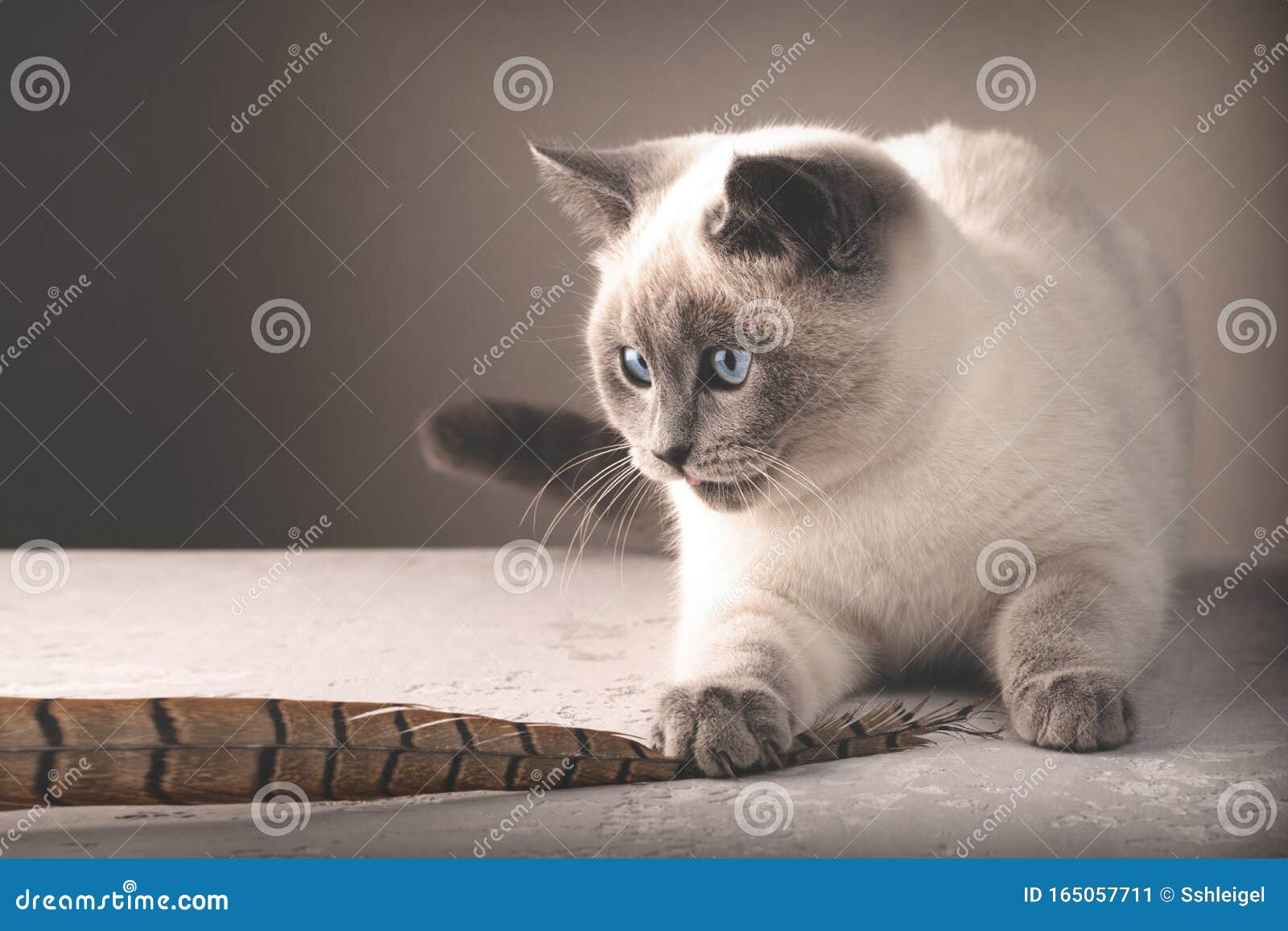 Cute Young Cat with Gambling Eyes Playing with a Feather Stock Image ...