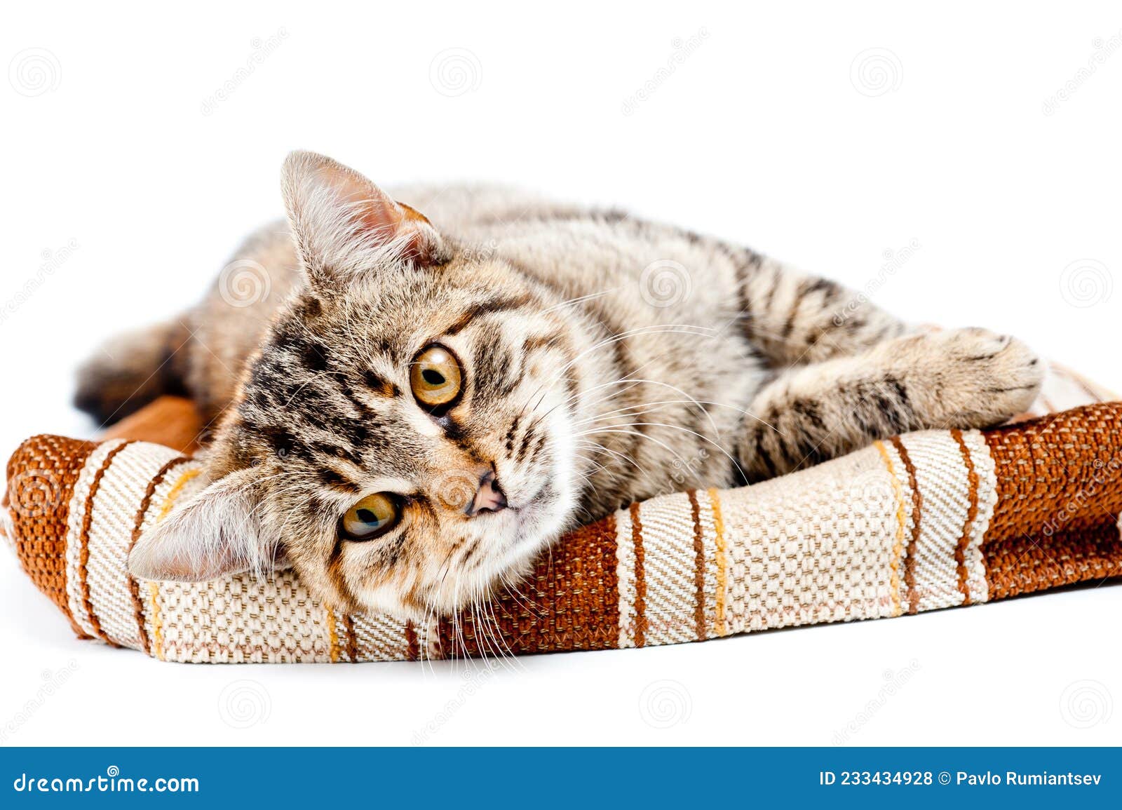 Cute Young Cat Striped Gray with a Reddish Tint on a White Background ...