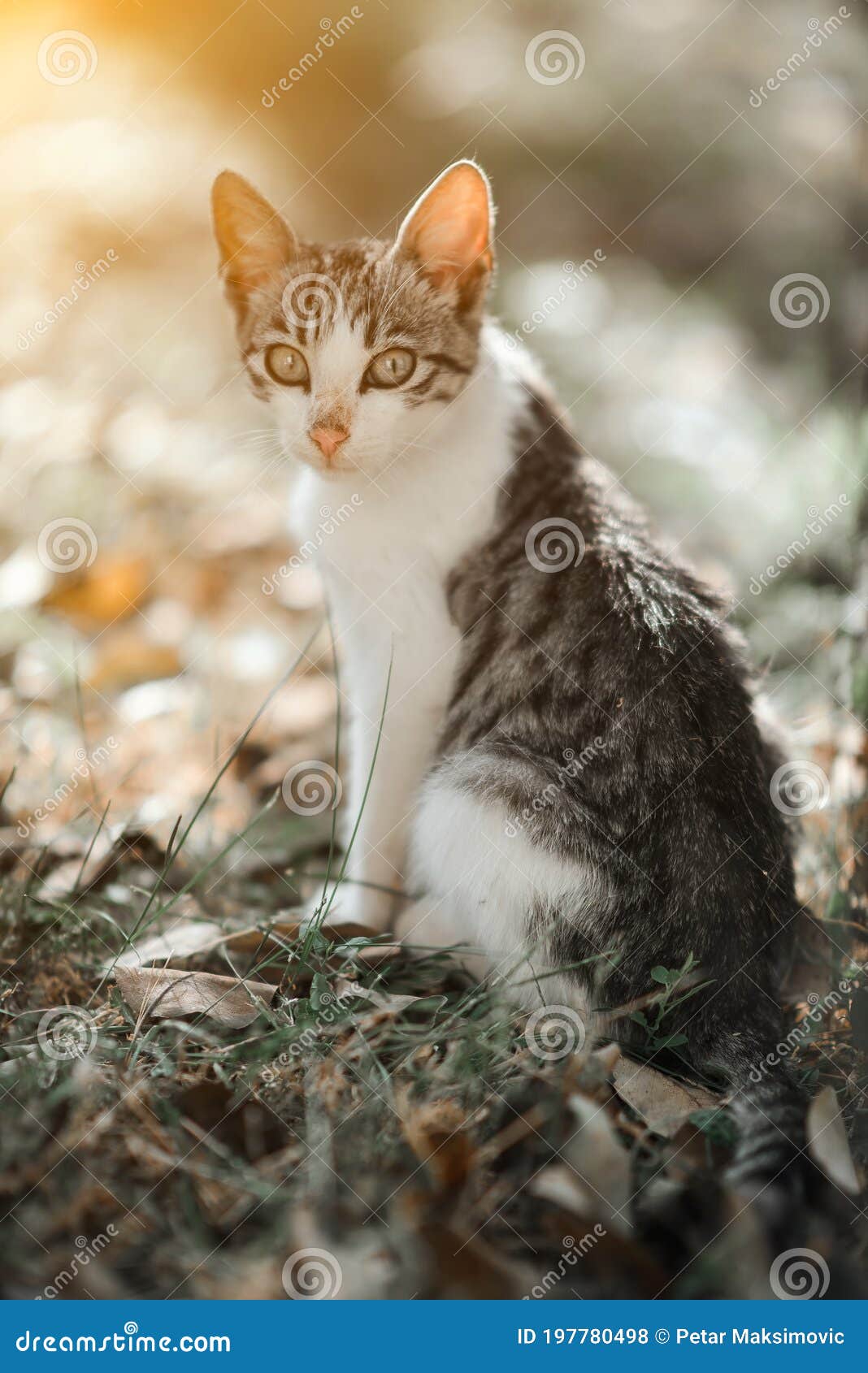 Cute Young Cat Sunlit in Nature Stock Photo - Image of ears, gray ...