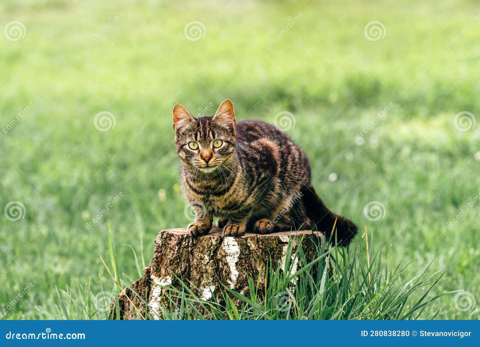 Cute Young Cat on Tree Stump in Back Yard Looking at Camera Stock Photo ...