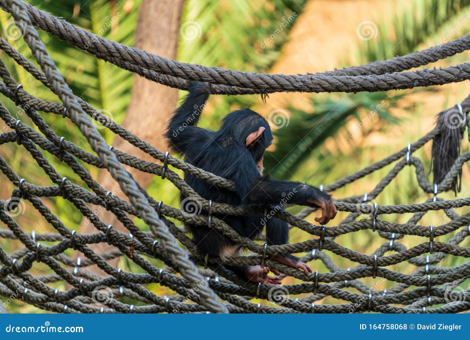 Young Chimpanzee Having Fun in a Net Stock Photo - Image of young ...