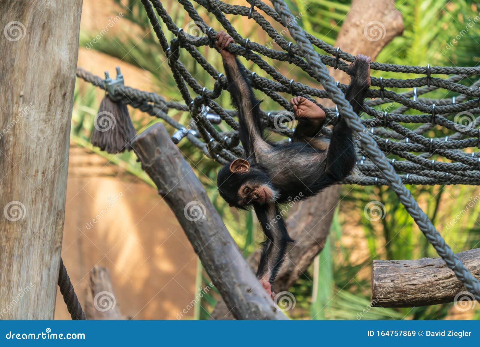 Young Chimpanzee Having Fun in a Net Stock Image - Image of portrait ...