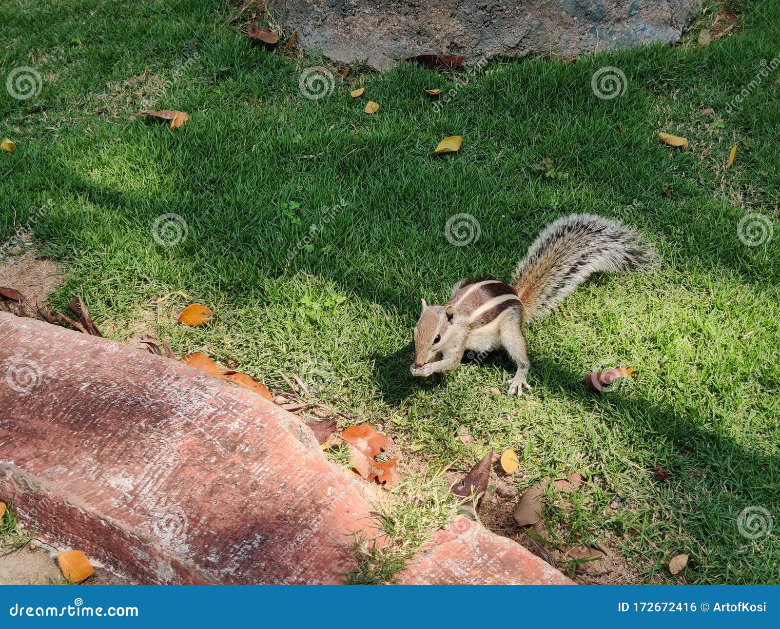 Cute Young Chipmunk Sitting in the Forest Stock Photo - Image of ...