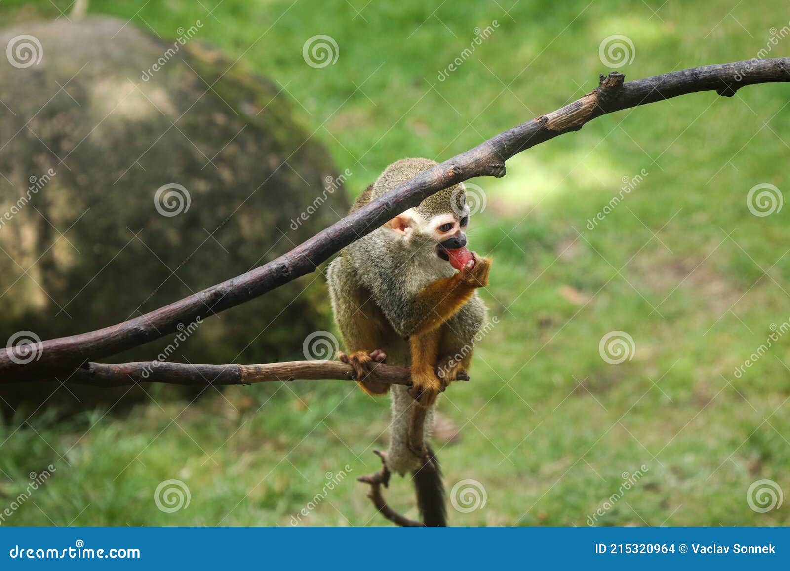 Cute Young Common Squirrel Monkey Eats a Fruit and Vitamin Bomb in the ...