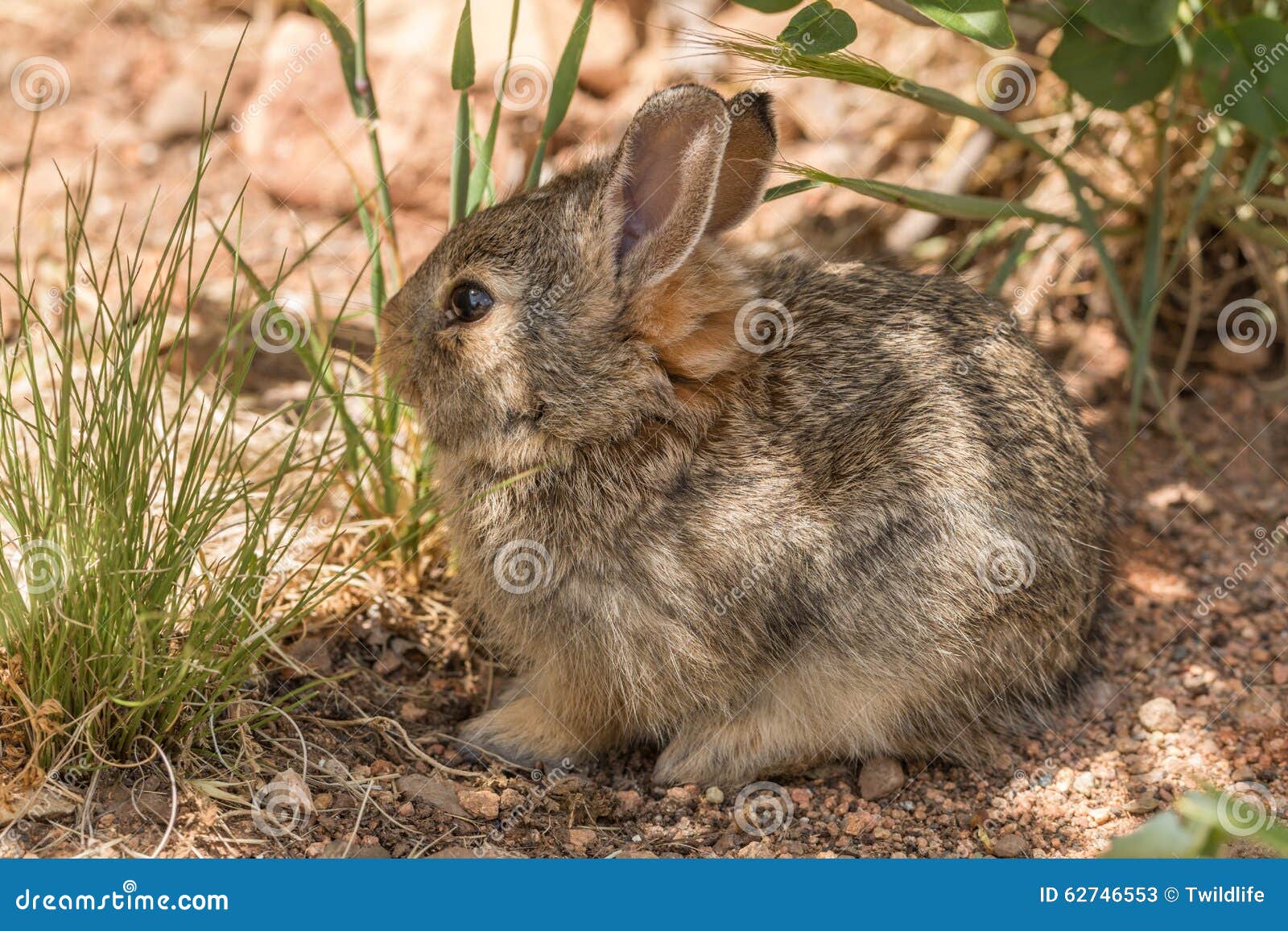 Cute Young Cottontail stock image. Image of young, cute - 62746553