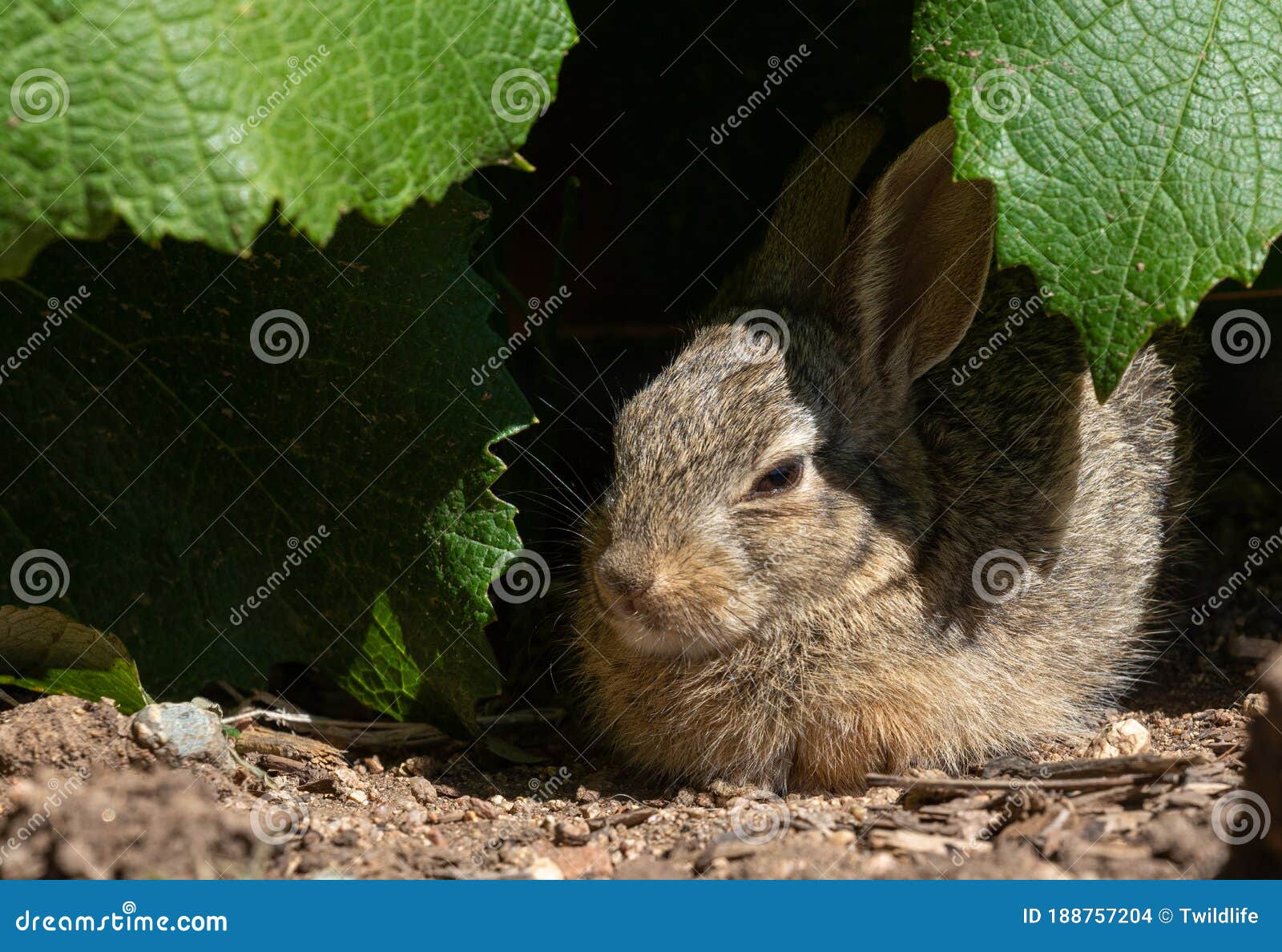 Cute Young Cottontail Rabbit Stock Photo - Image of outdoors, bunny ...