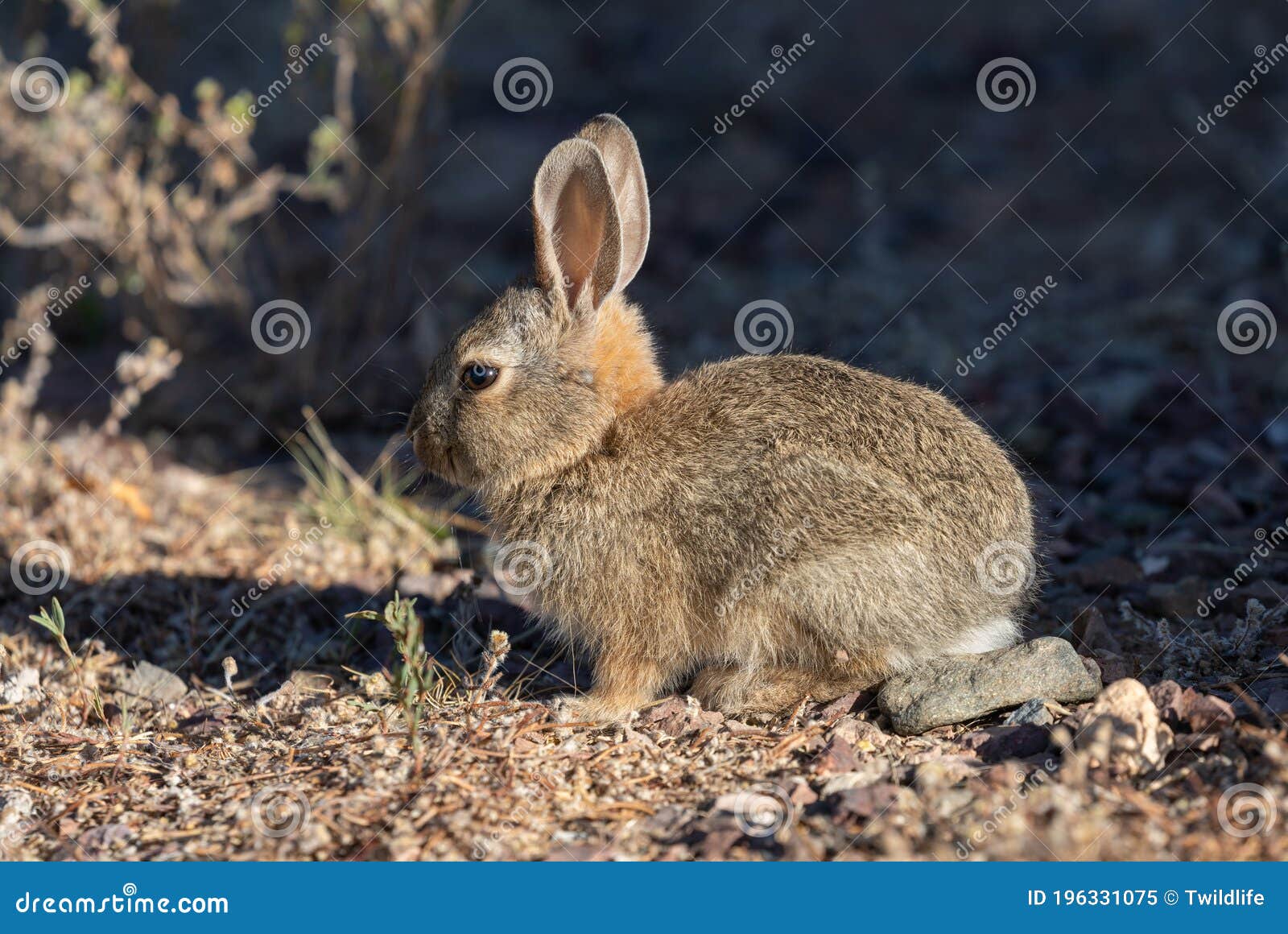 Cute Young Cottontail stock image. Image of outdoors - 196331075