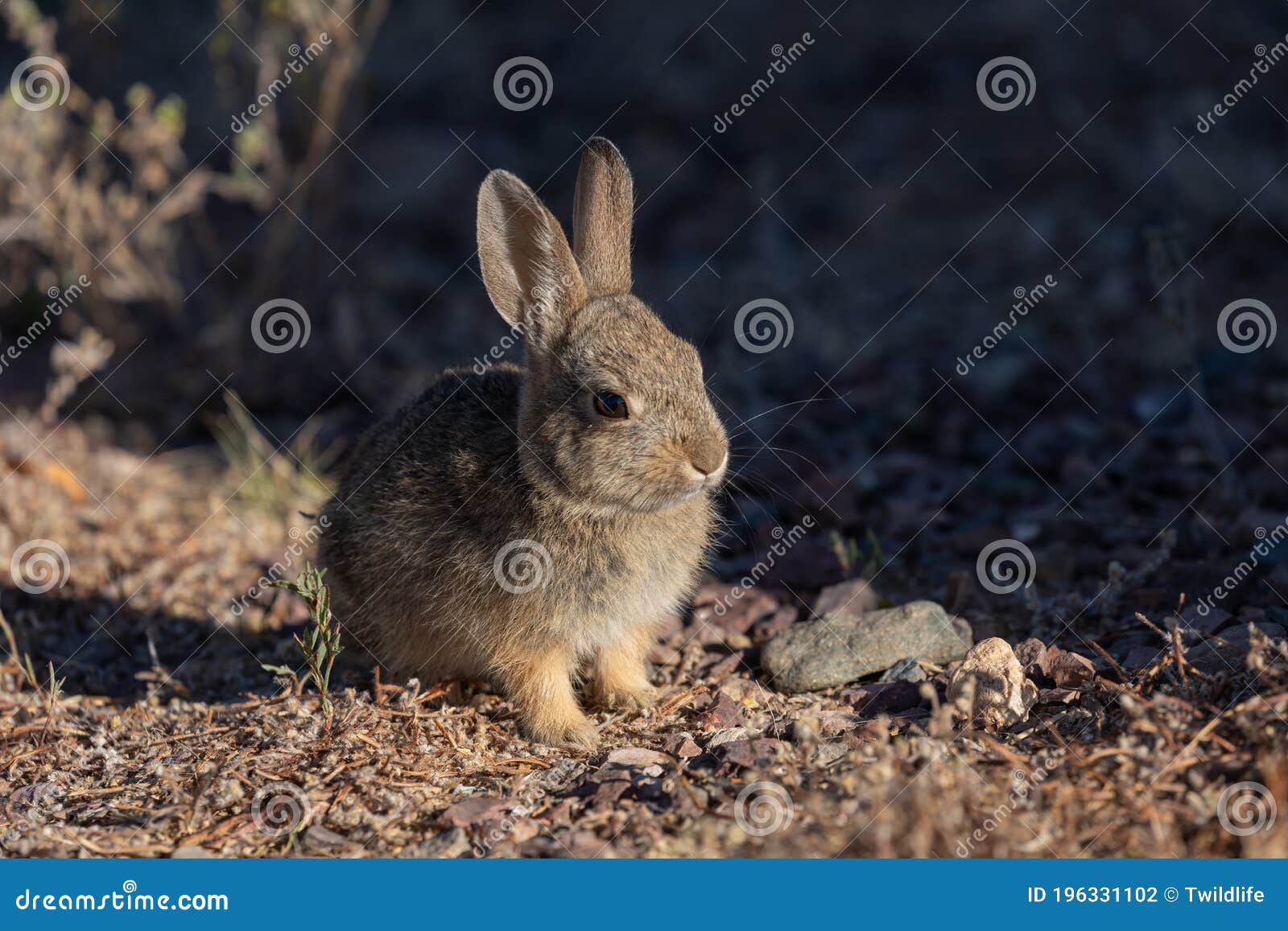 Cute Young Cottontail Rabbit Stock Photo - Image of mammal, nature ...
