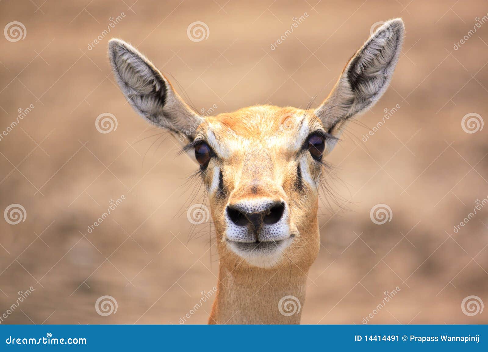 Cute Young Deer or Antelope from a Safari Zoo Stock Image - Image of ...