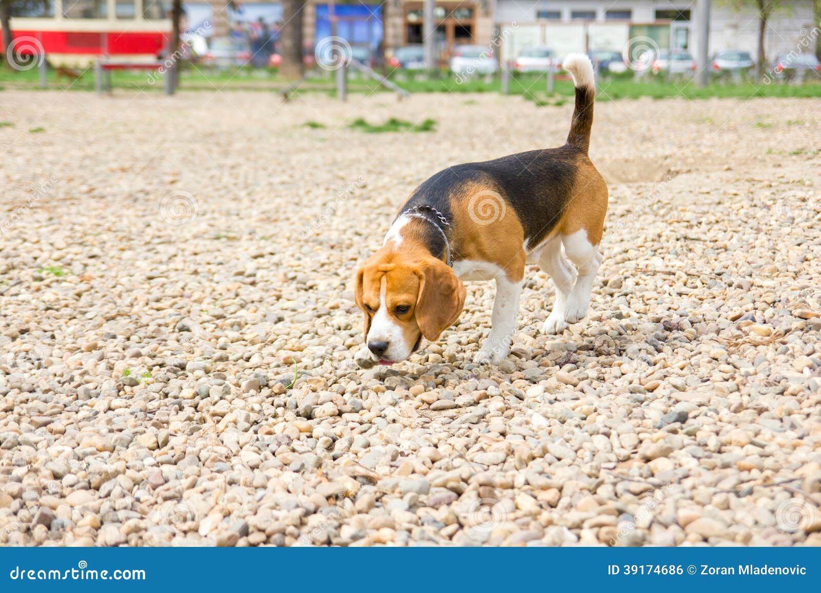 Cute Young Dog Beagle Sniffing Stock Photo - Image of breed ...