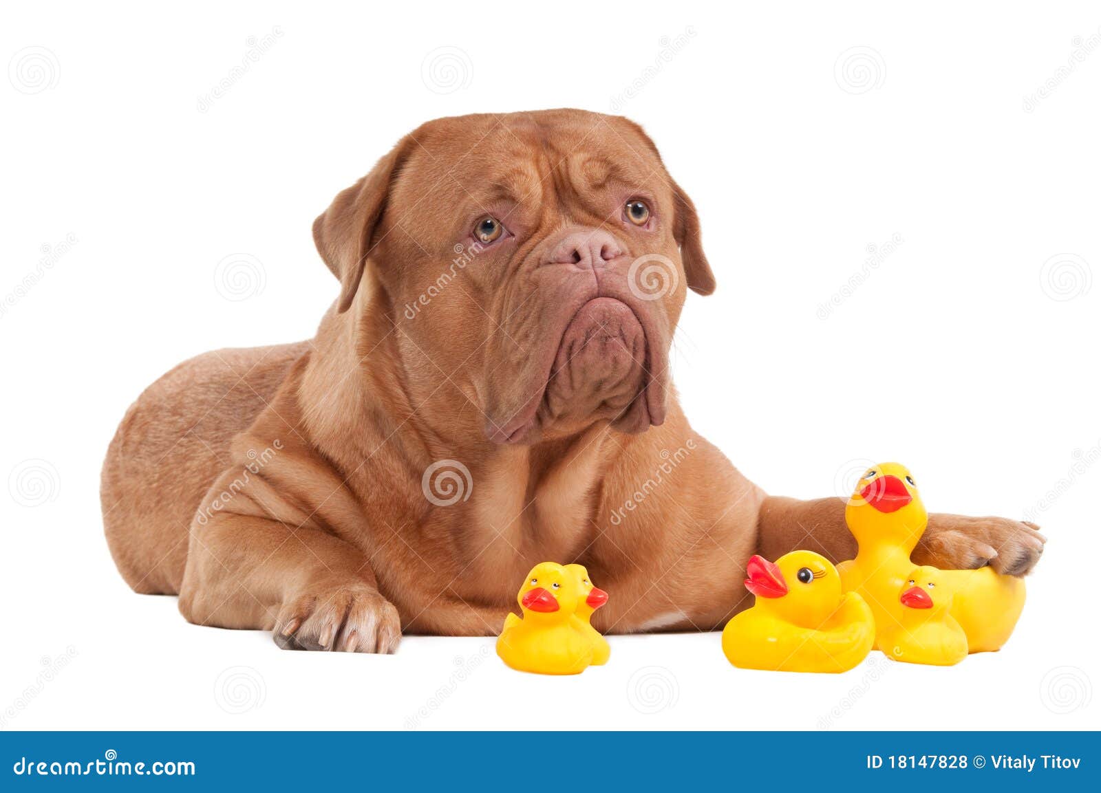 Cute Young Dog Playing with Yellow Ducks Stock Photo - Image of duck ...