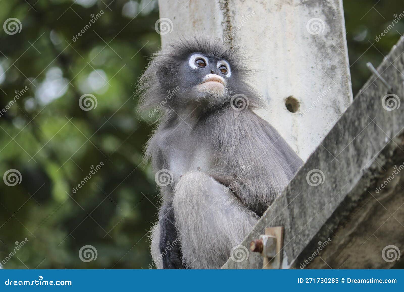 Cute Young Dusky Leaf Monkey Sits on a Pole and is Sad Stock Image ...