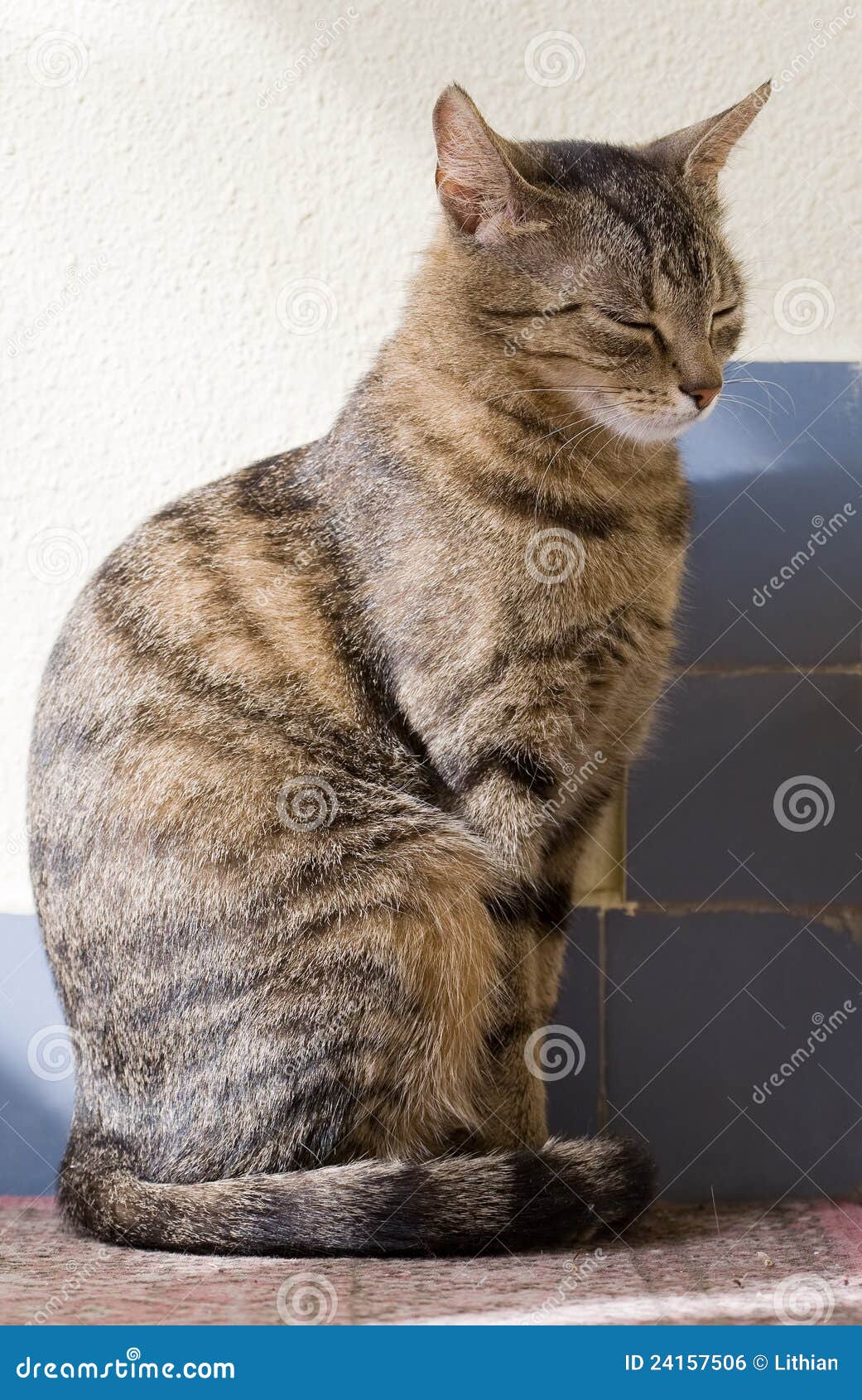 Cute Young Female Housecat. Stock Photo - Image of brown, relaxed: 24157506