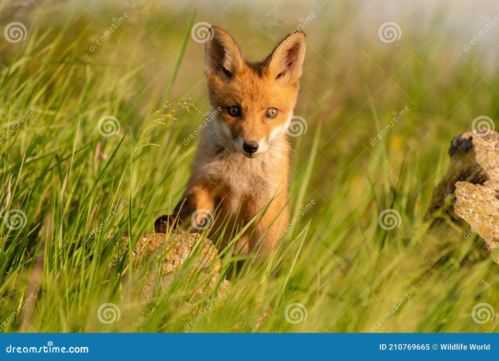 Cute Young Fox Cub. Vulpes Vulpes Stock Image - Image of lair, young ...