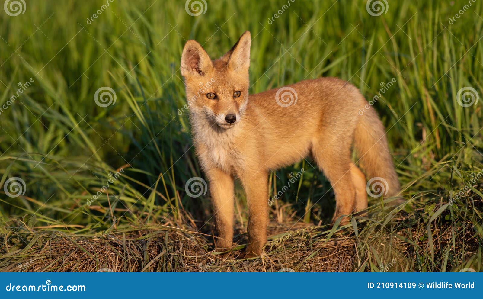 Cute Young Fox Cub. Vulpes Vulpes Stock Image - Image of forest, cute ...