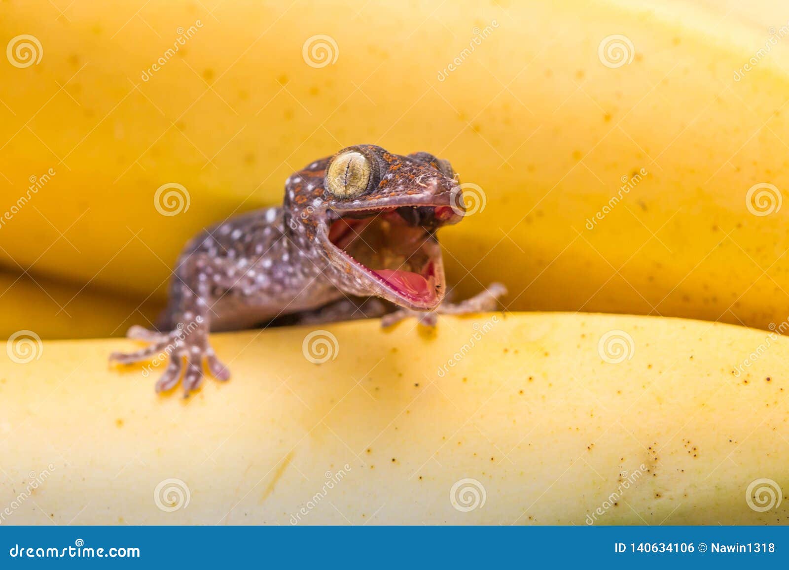 Cute Young Gecko on Banana Fruit Stock Photo - Image of leaftail, tail ...