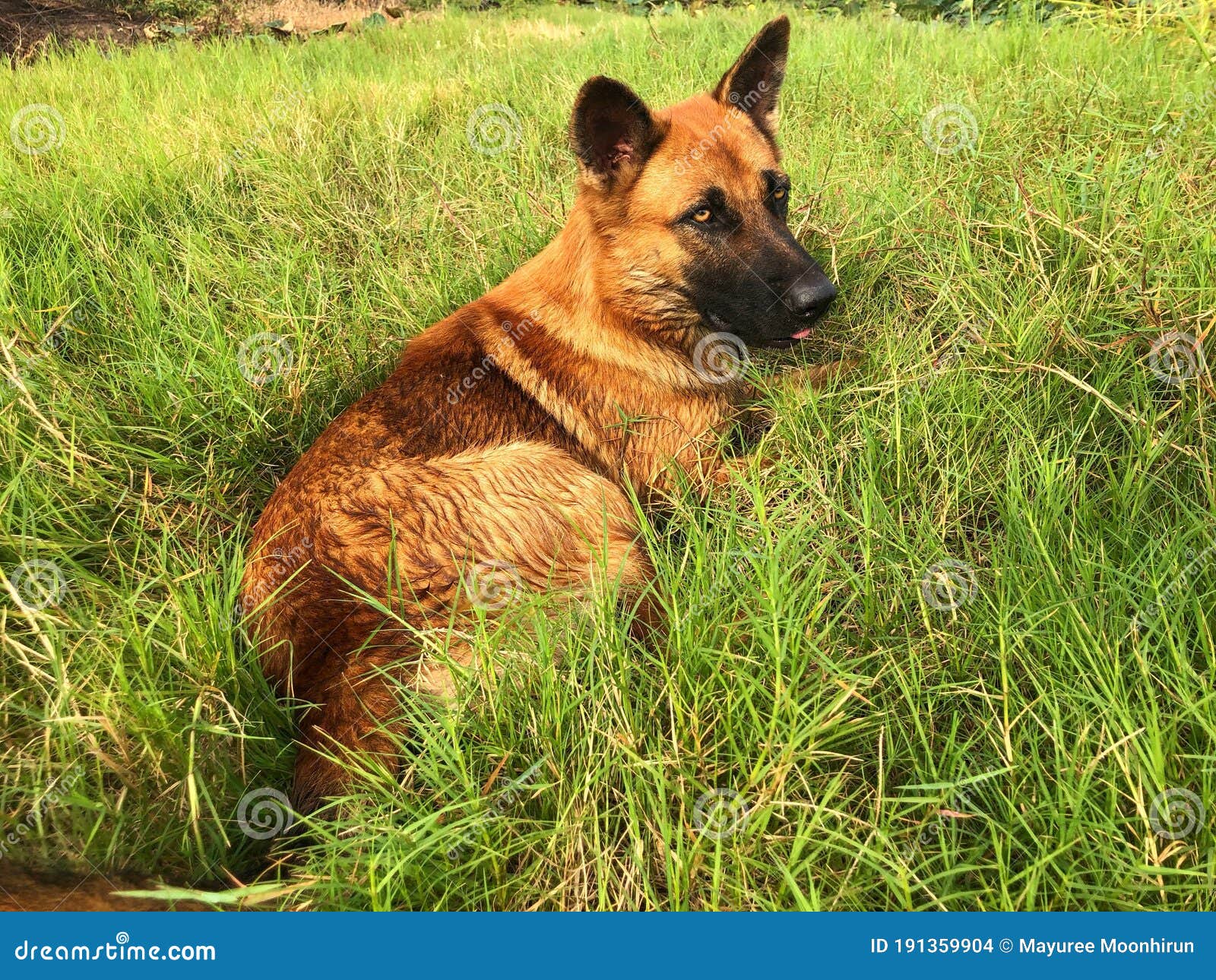 Cute Young German Shepherd Dog Play on Green Backyard Stock Photo ...