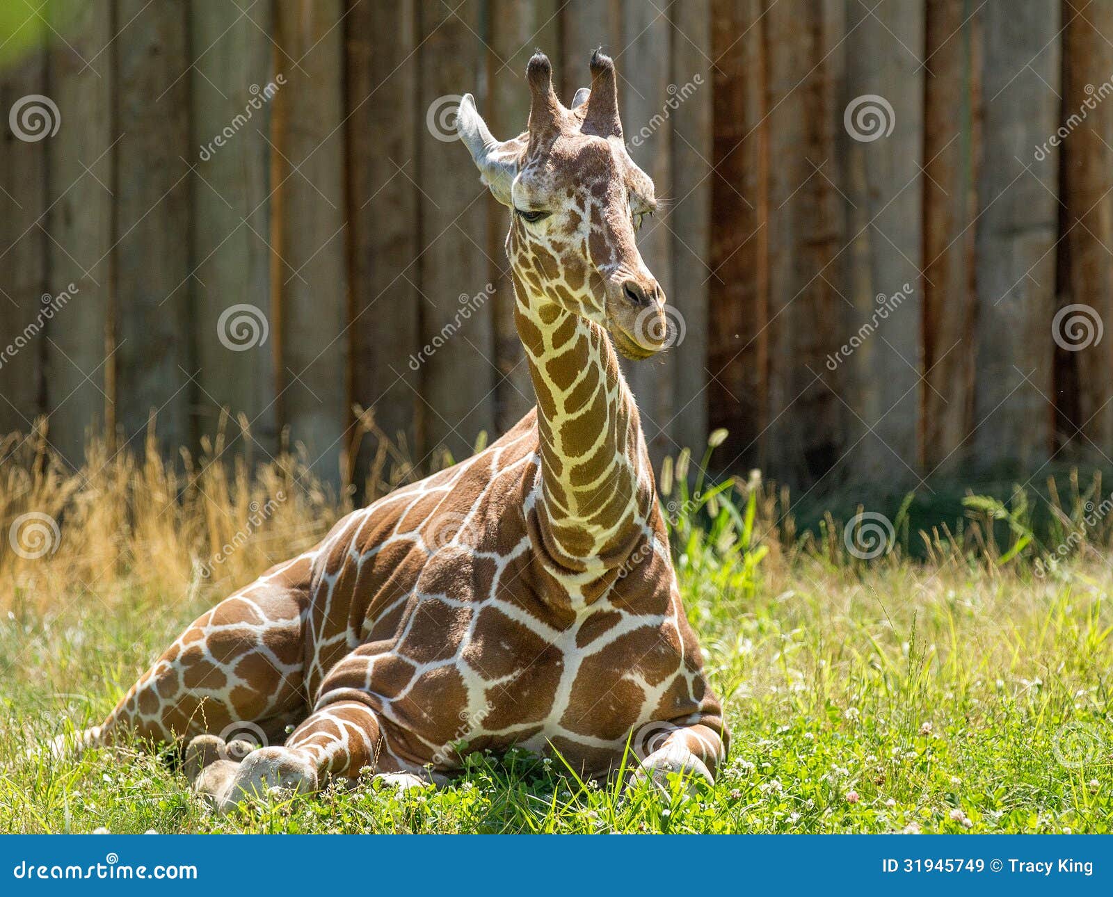 Cute Young Giraffe Laying Down Stock Image - Image of laying, animal ...
