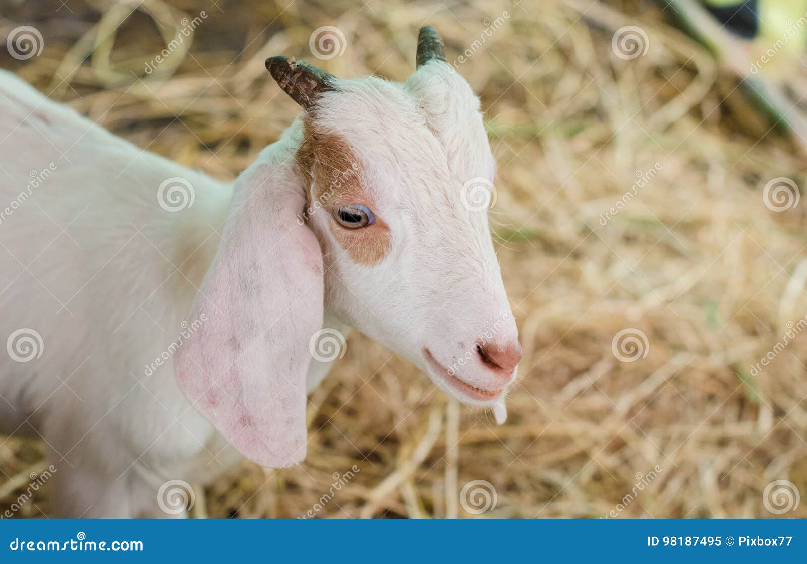 Cute young goat in farm stock image. Image of little - 98187495