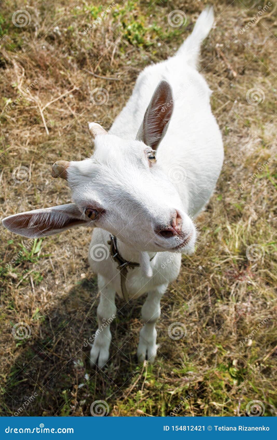 Cute Young Goat Looking Straight Towards the Frame Stock Image - Image ...