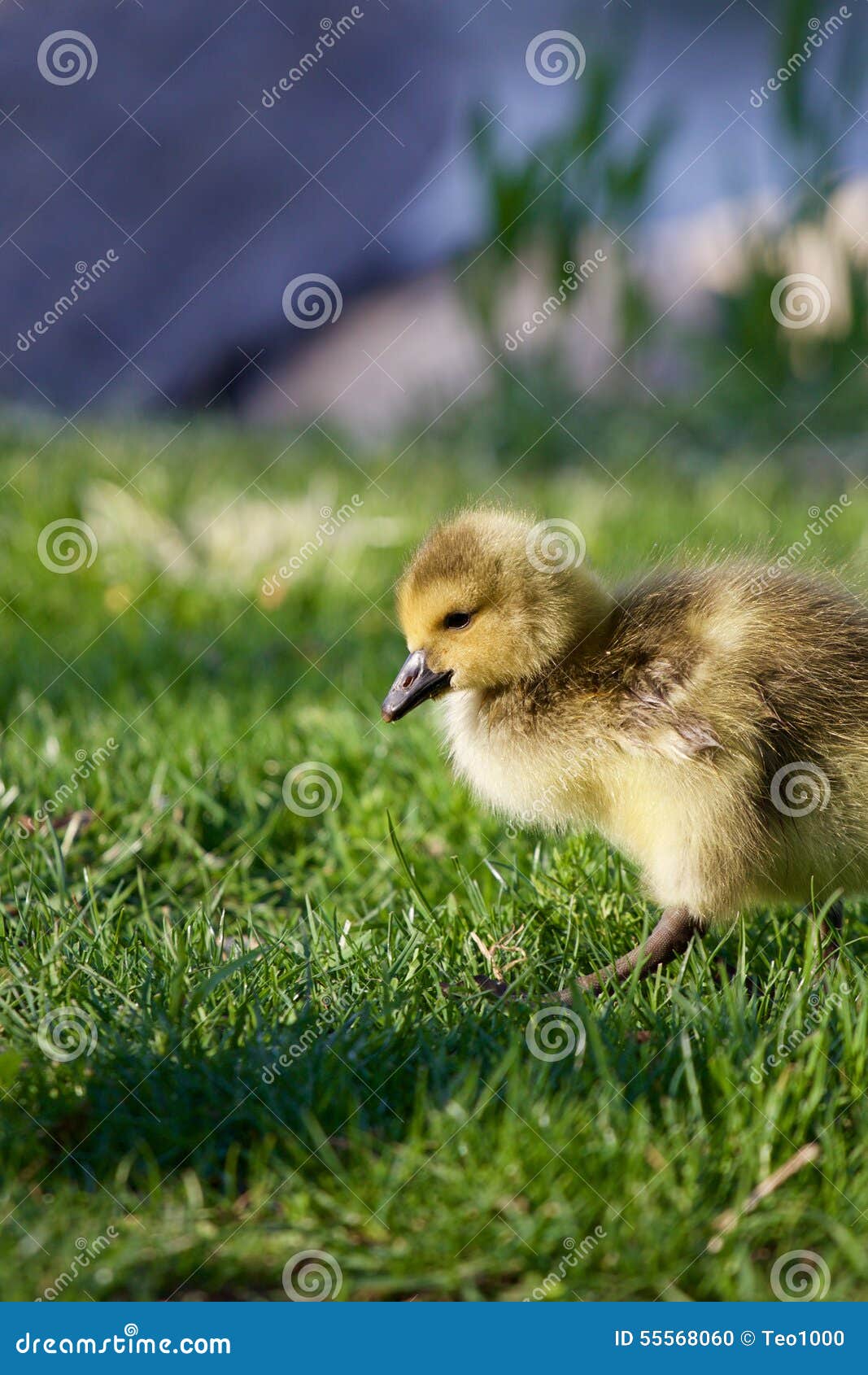 Cute young goose stock photo. Image of relationship, love - 55568060