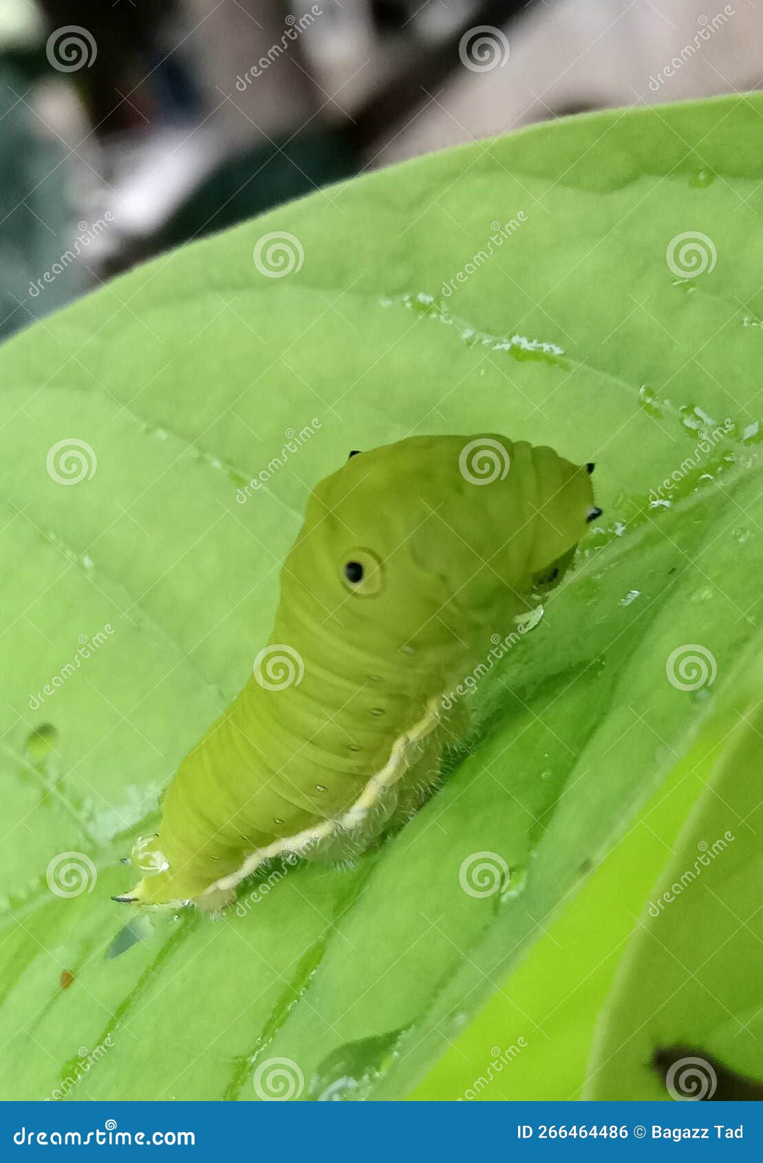 LIME CATERPILLAR Royalty-Free Stock Photo | CartoonDealer.com #267672627