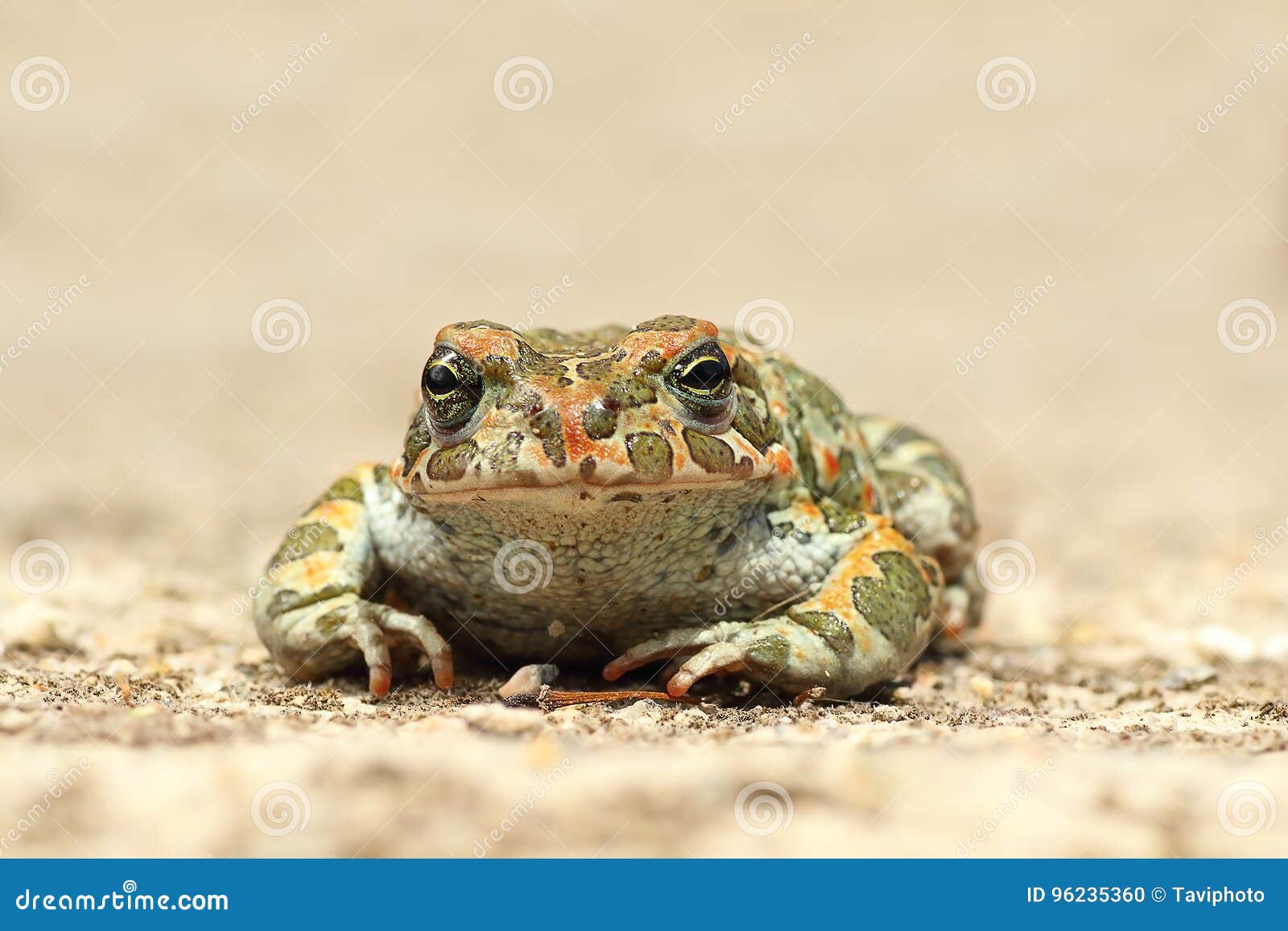 Cute young green toad stock photo. Image of camouflage - 96235360