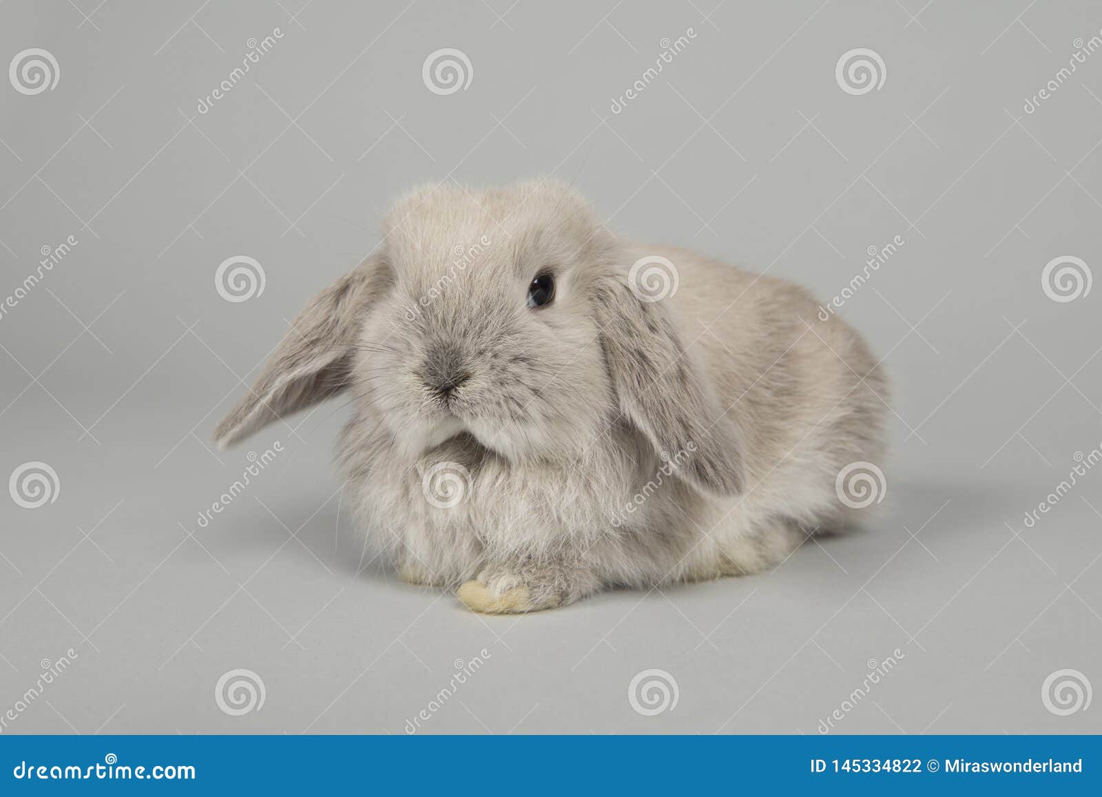 Cute Young Grey Bunny Lying Down on a Grey Background Stock Photo ...