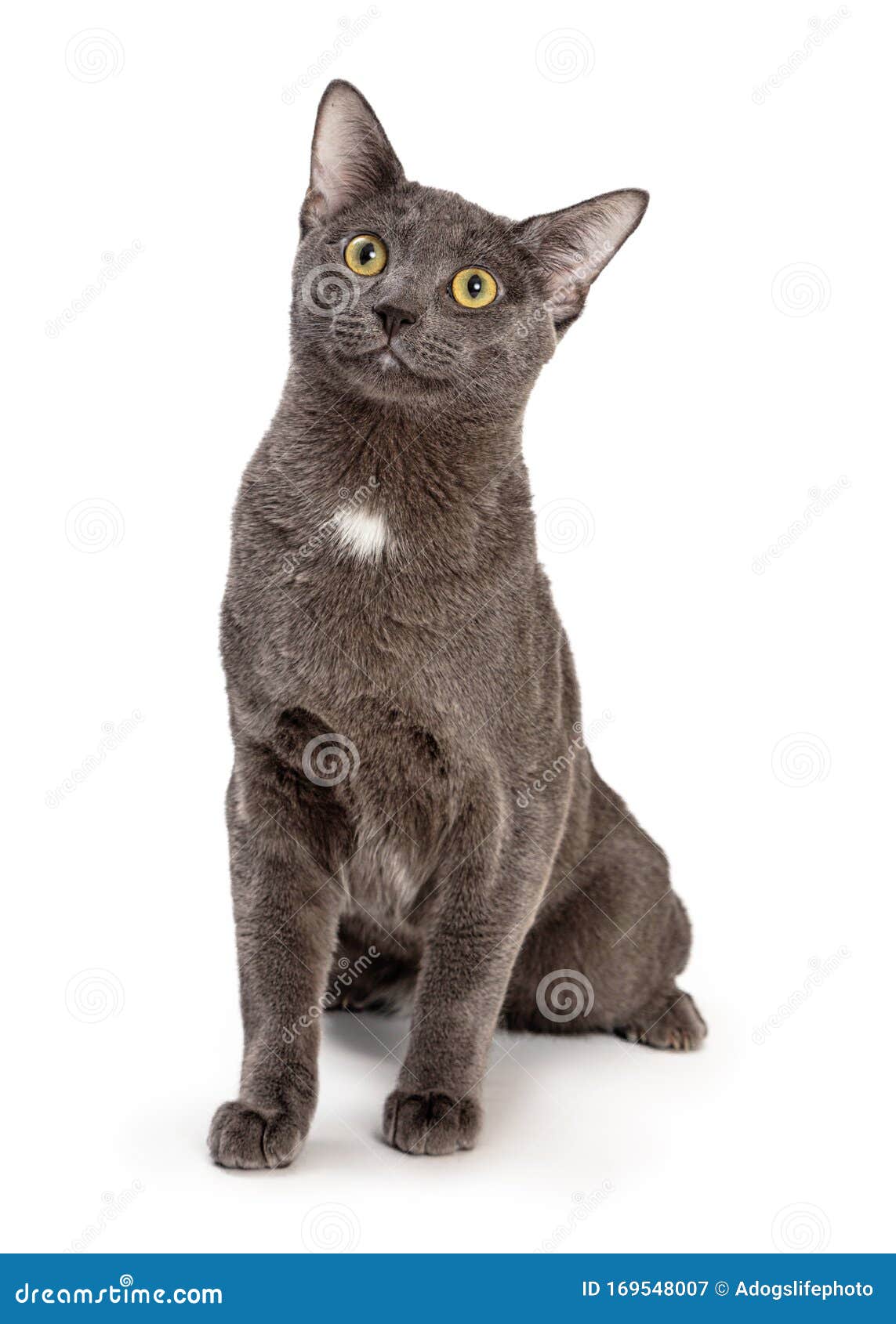 Cute Grey Cat Sitting Looking Up Stock Image - Image of studio, sitting ...
