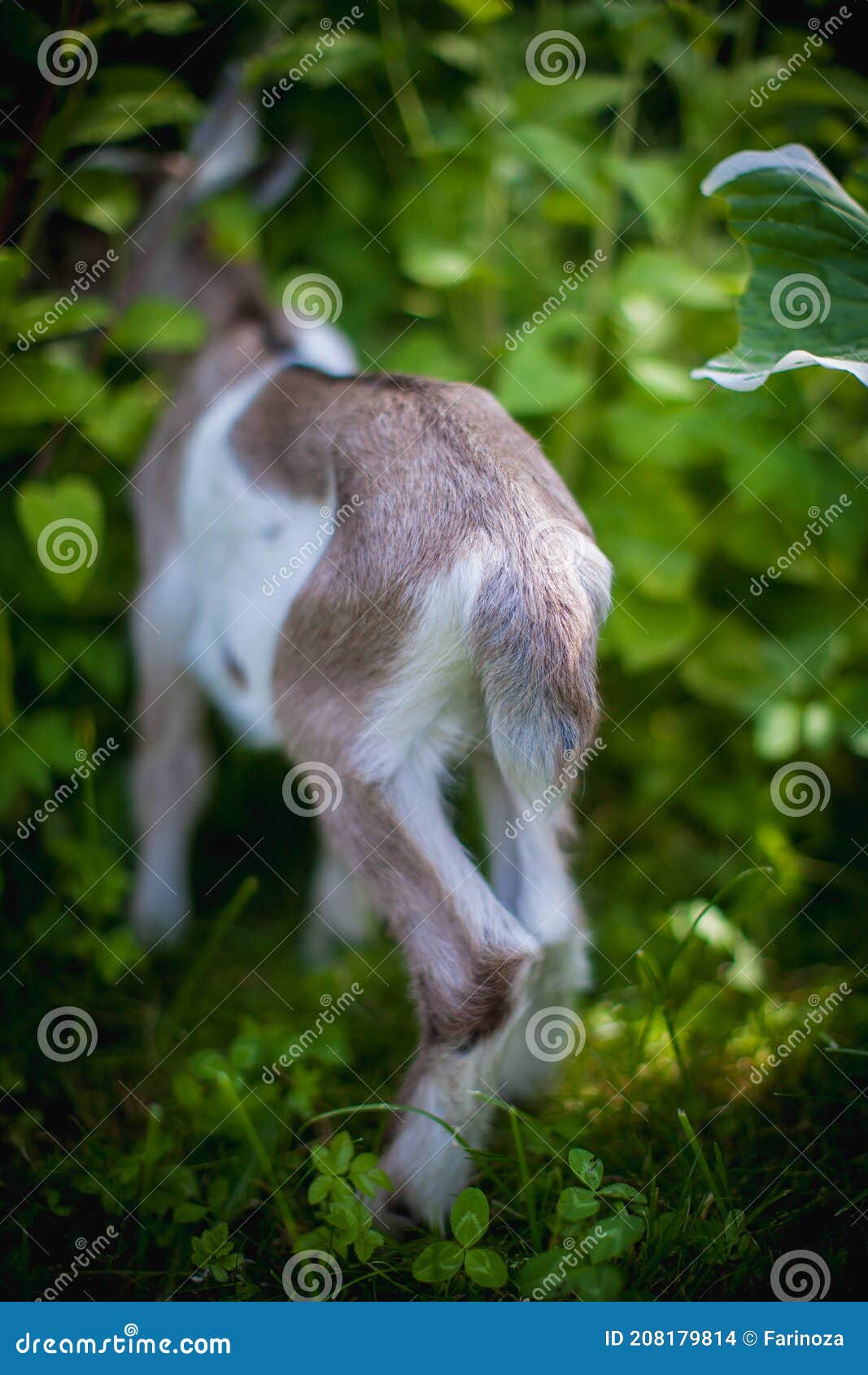 Cute Young Grey Goatling in a Garden Stock Photo - Image of summer ...